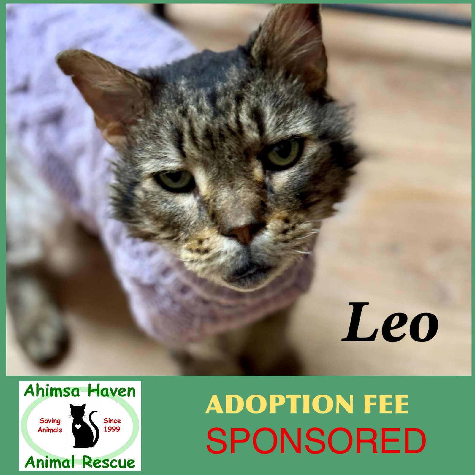 Cats for Adoption in Whitinsville, Massachusetts | Alpha Paw