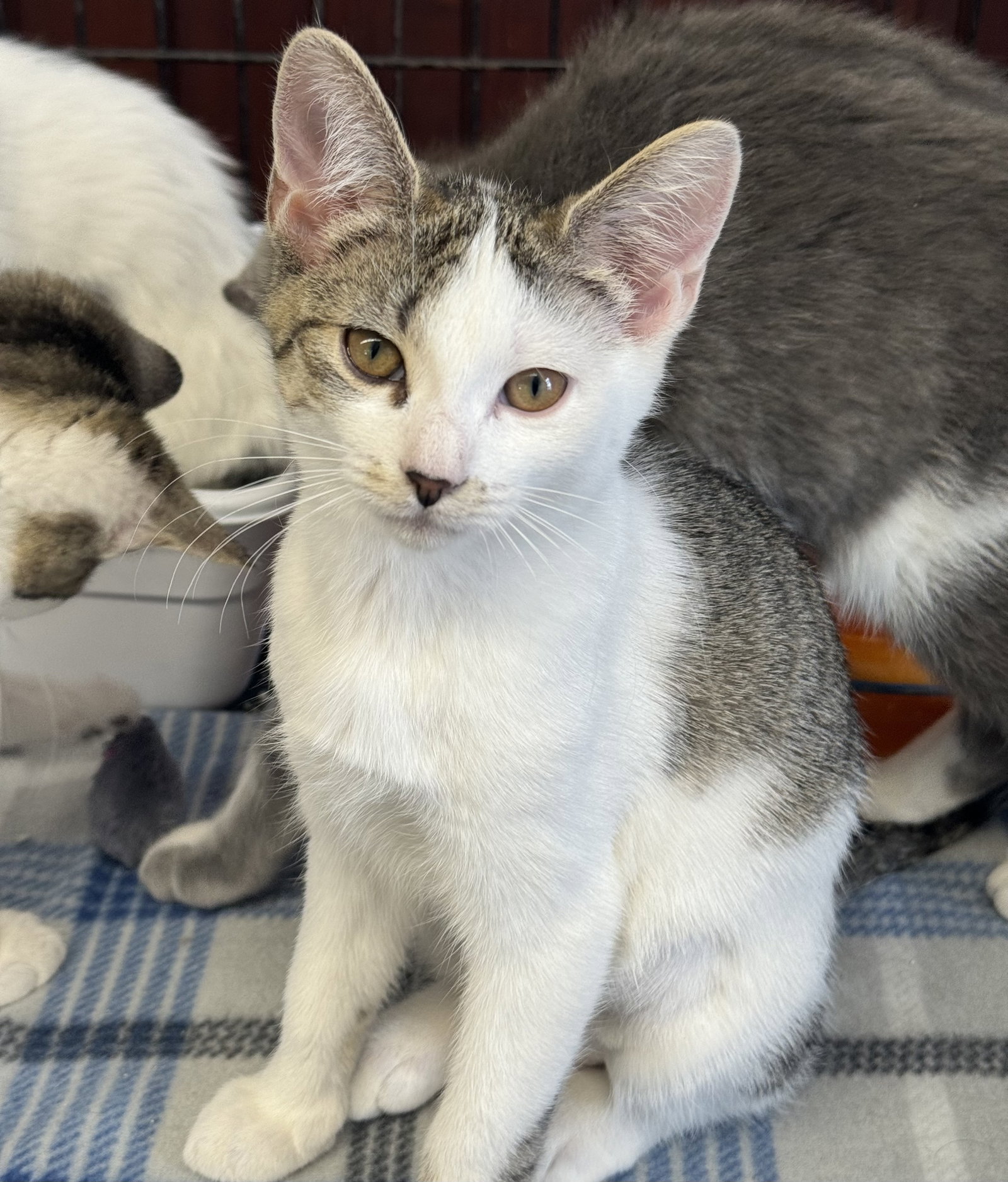 Cats for Adoption in Clinton, Massachusetts | Alpha Paw