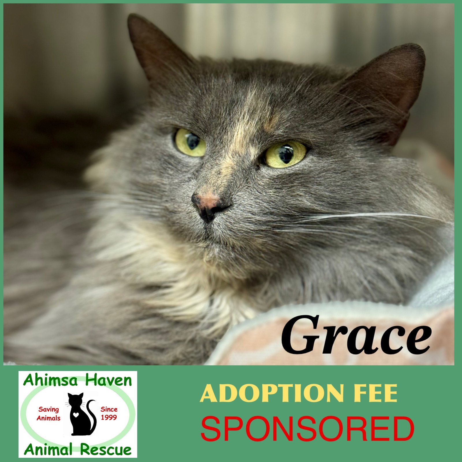 Cats for Adoption in Waltham, Massachusetts | Alpha Paw