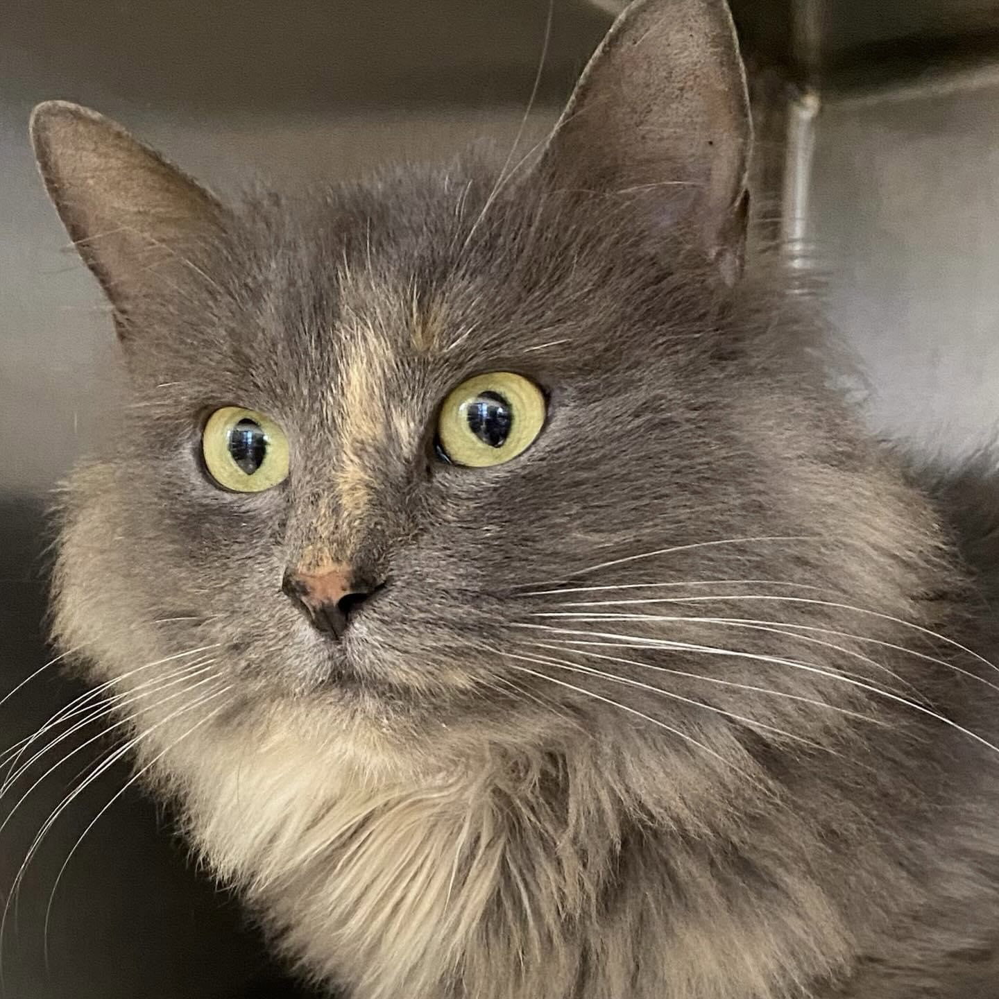 Cats for Adoption in Worcester County, Massachusetts | Alpha Paw