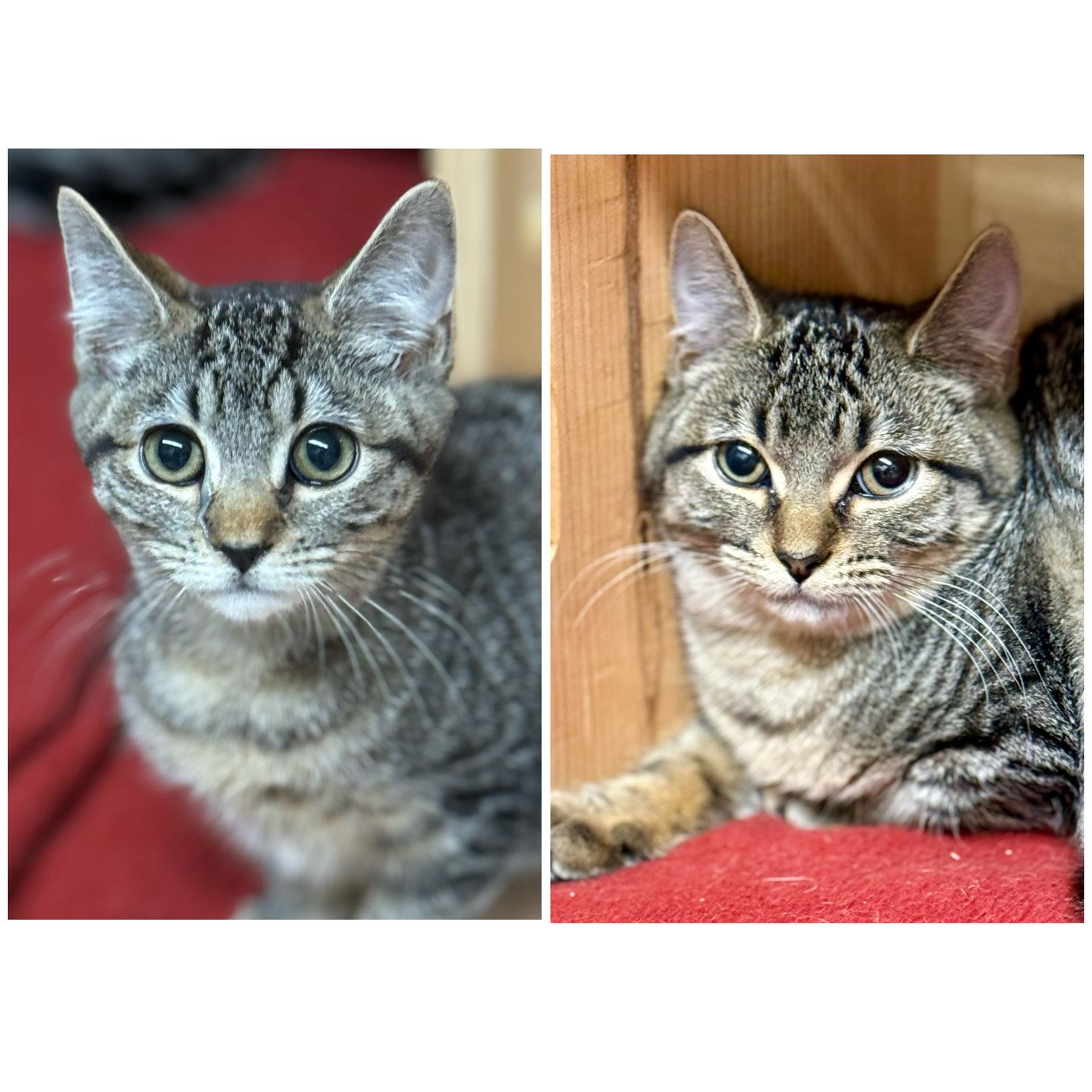 Cats for Adoption in Amherst Center, Massachusetts | Alpha Paw
