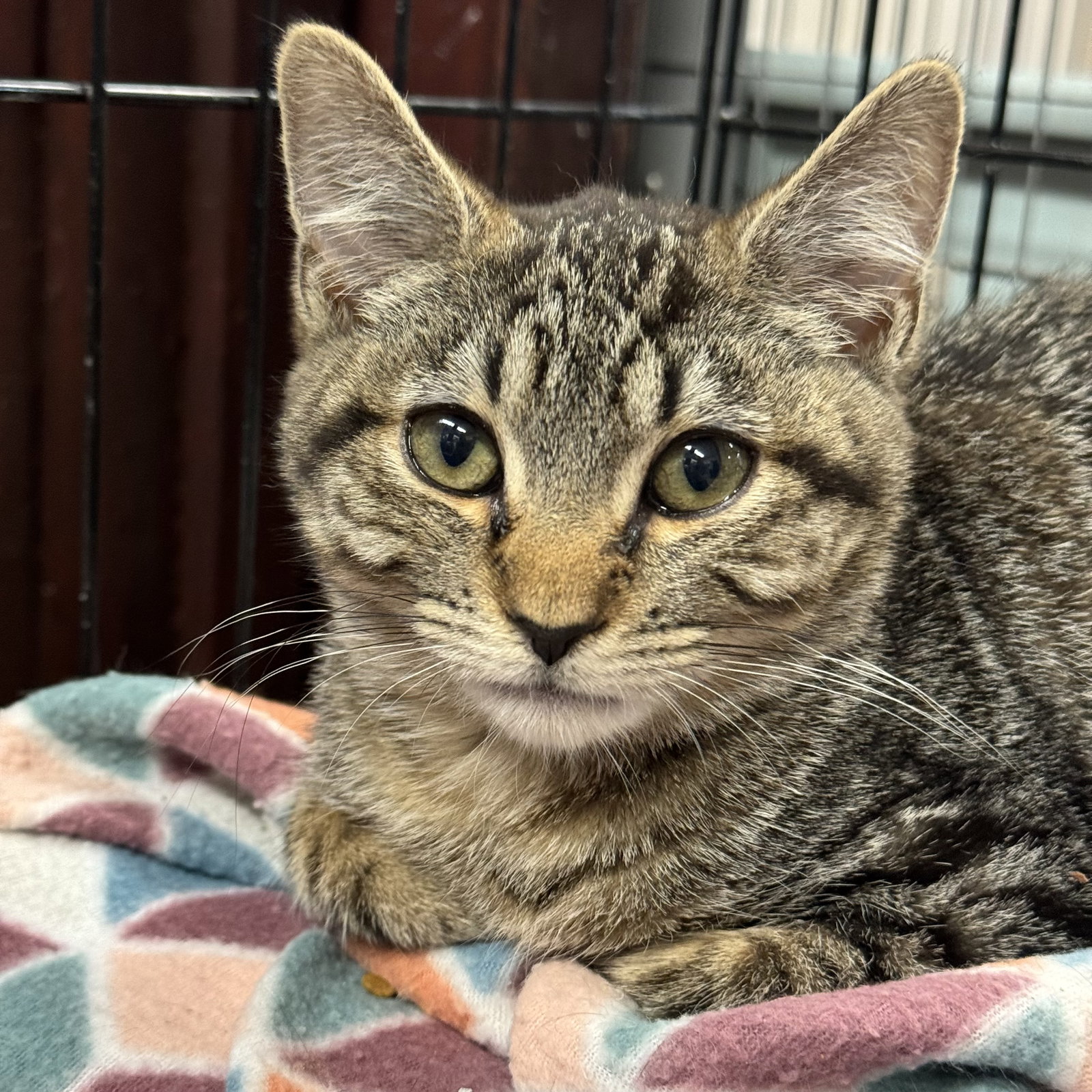 Cats for Adoption in Amherst Center, Massachusetts | Alpha Paw