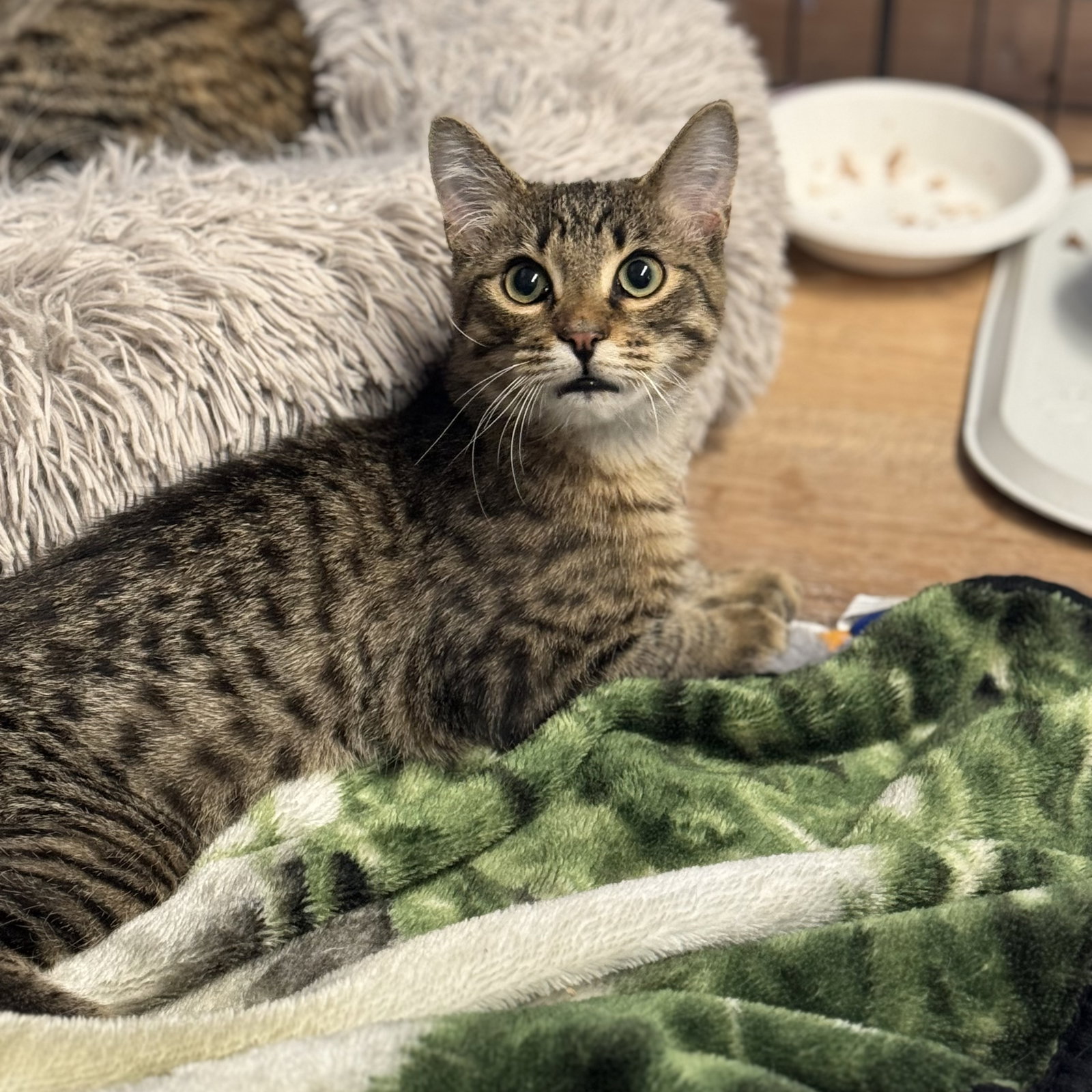 Cats for Adoption in Woburn, Massachusetts | Alpha Paw