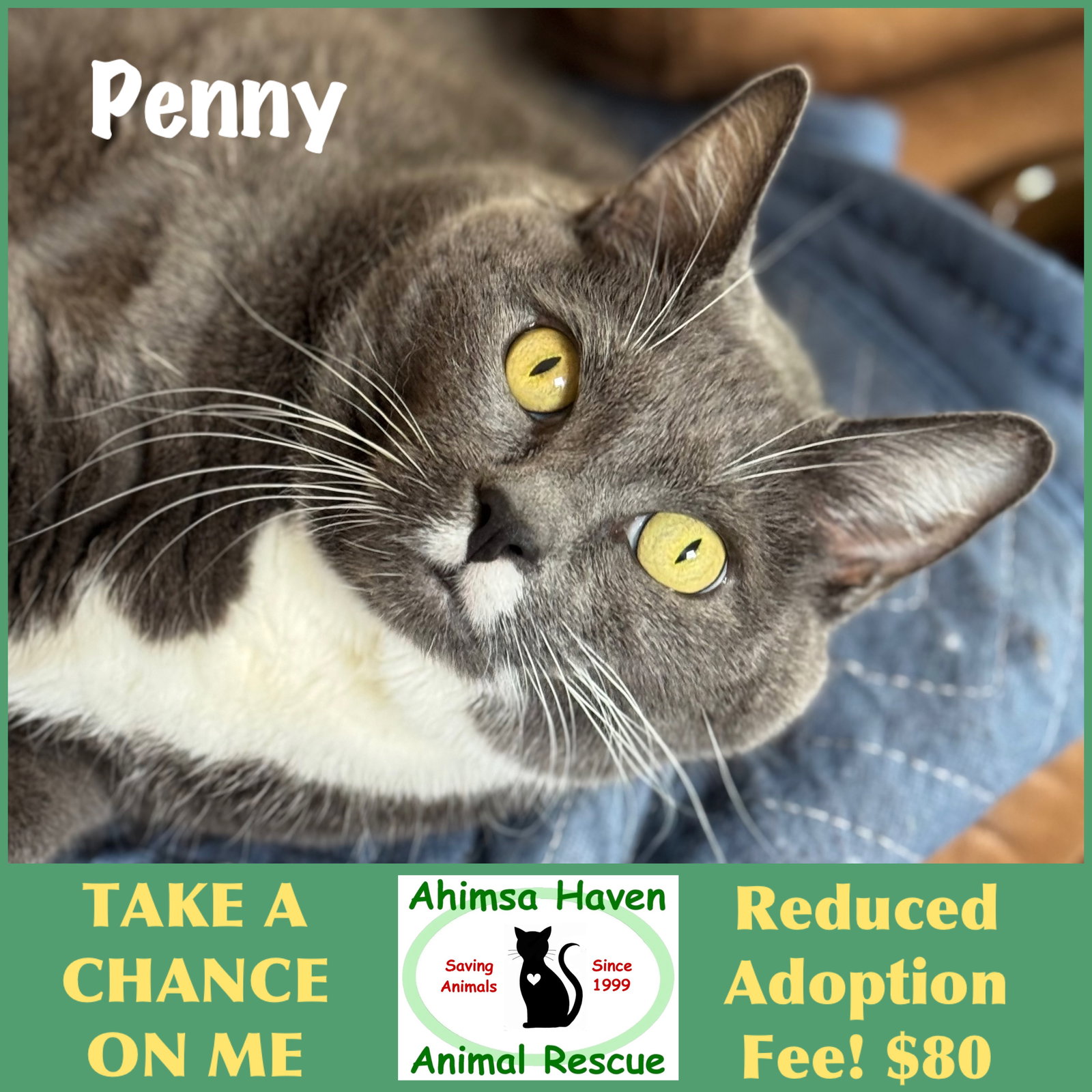 Cats for Adoption in Wilmington, Massachusetts | Alpha Paw