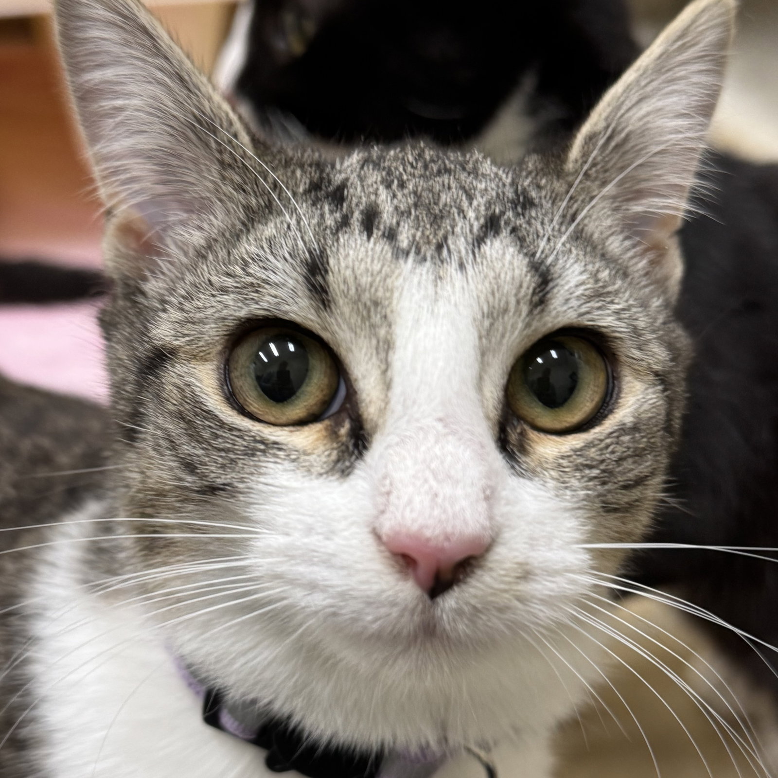 Cat adoption in Winchendon, MA 01475: Domestic Short Hair / Tabby ...