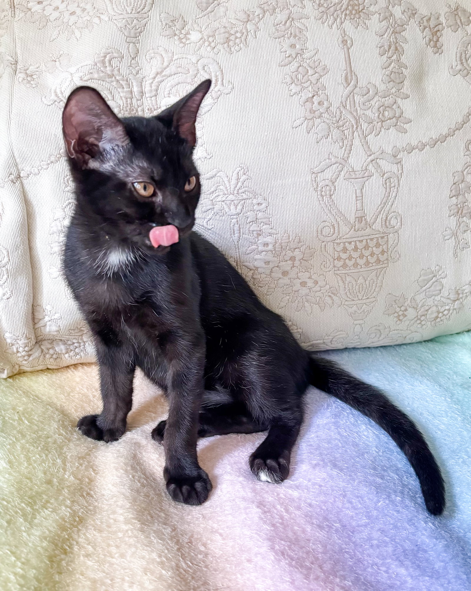 Cats for Adoption in Watertown, Connecticut | Alpha Paw