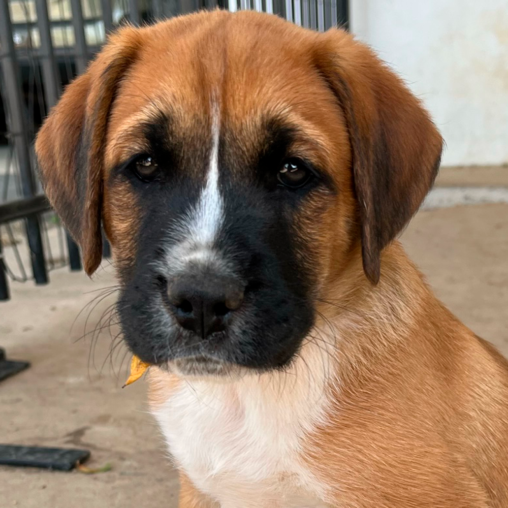 Dog for Adoption - HATCH, a Hound in National Park, NJ | Alpha Paw