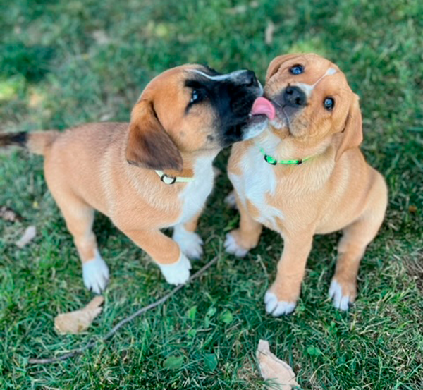Dog for Adoption - HATCH, a Hound in National Park, NJ | Alpha Paw