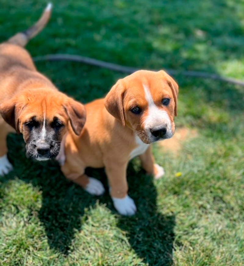 Dog for Adoption - HATCH, a Hound in National Park, NJ | Alpha Paw