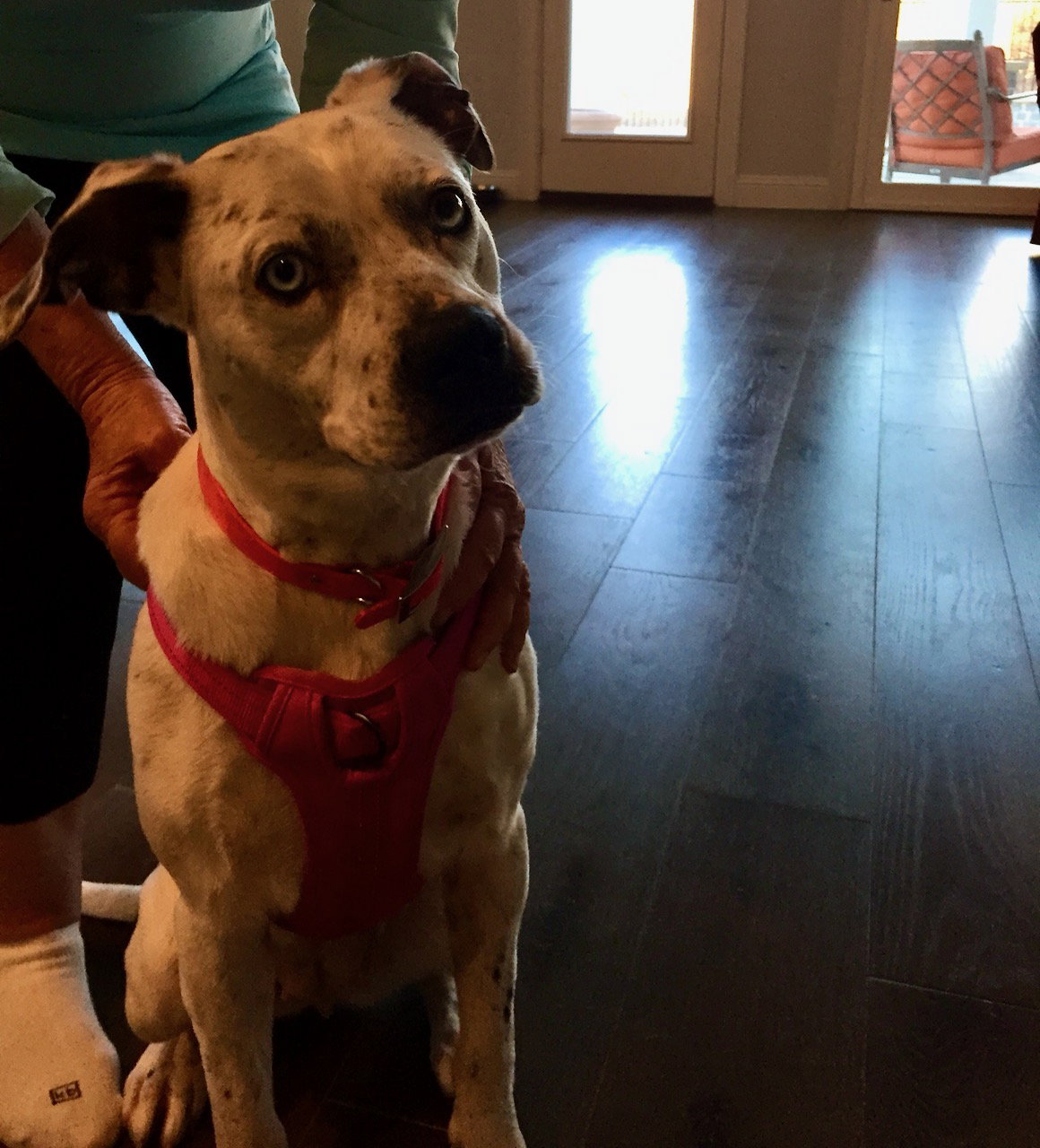 Dog for Adoption - Winnie, a Catahoula Leopard Dog in Caddo Mills, TX ...