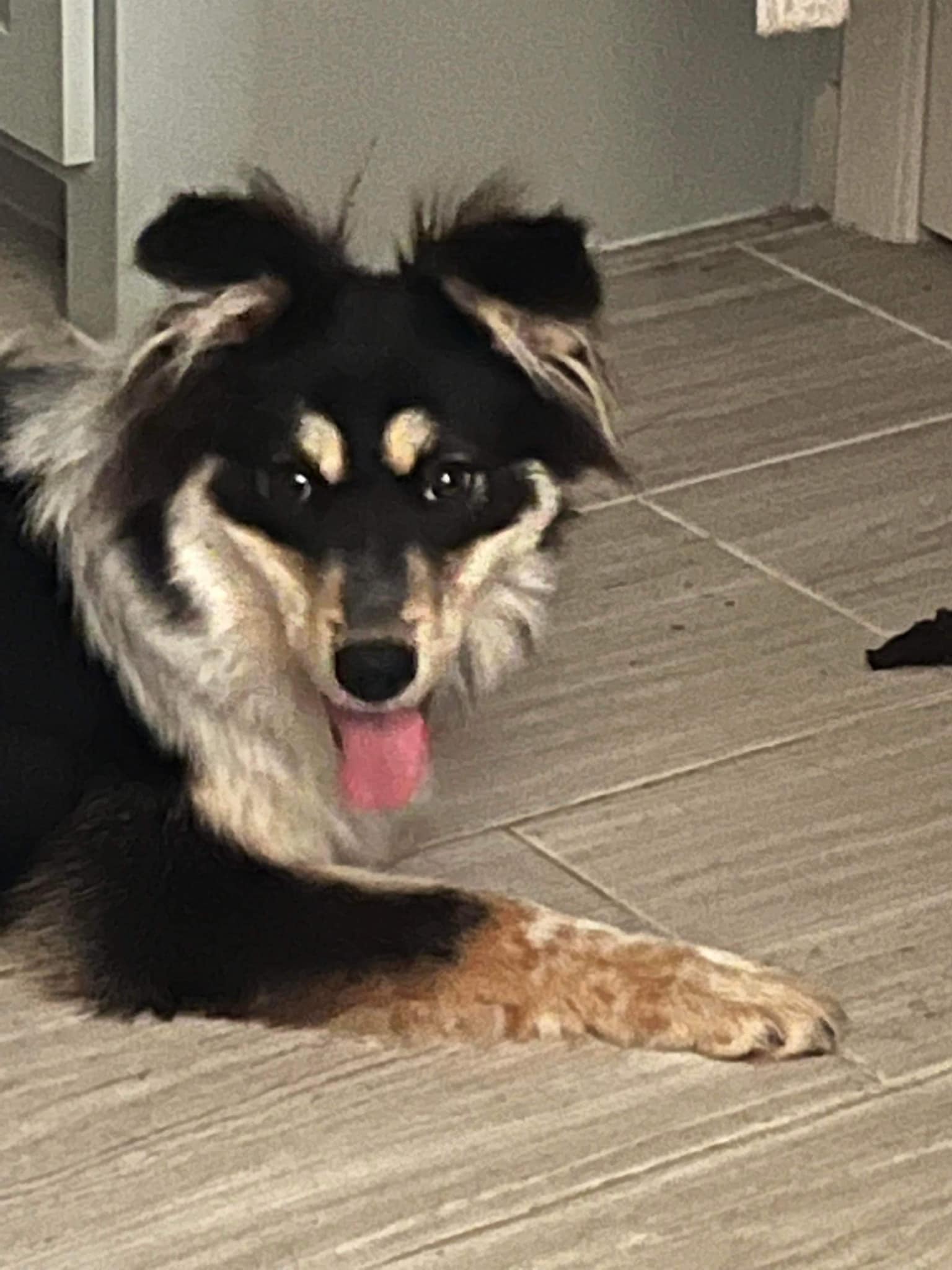 Dog for Adoption - Maisie May, a Australian Shepherd in Rockwall County ...