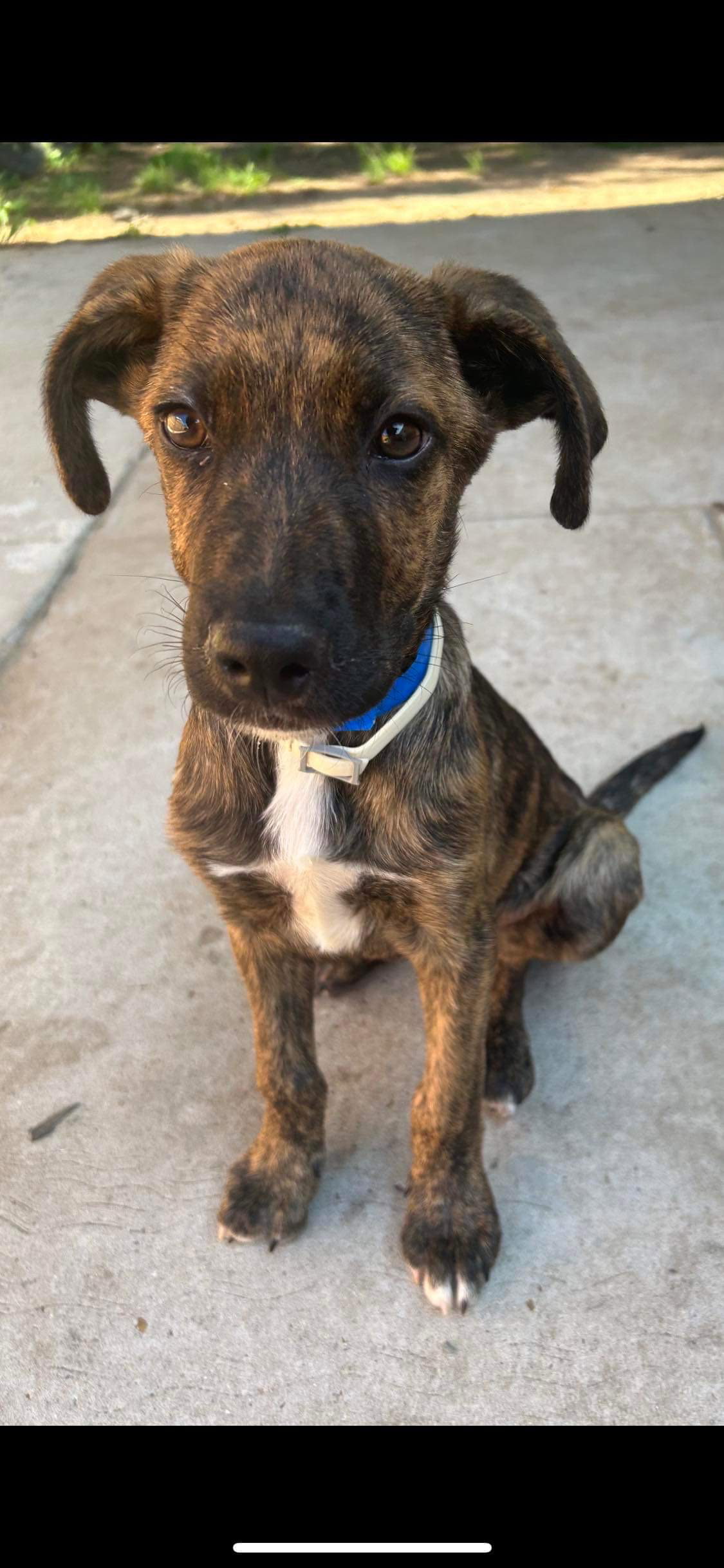Dog For Adoption Mr Pickles A Hound In Southlake TX Alpha Paw