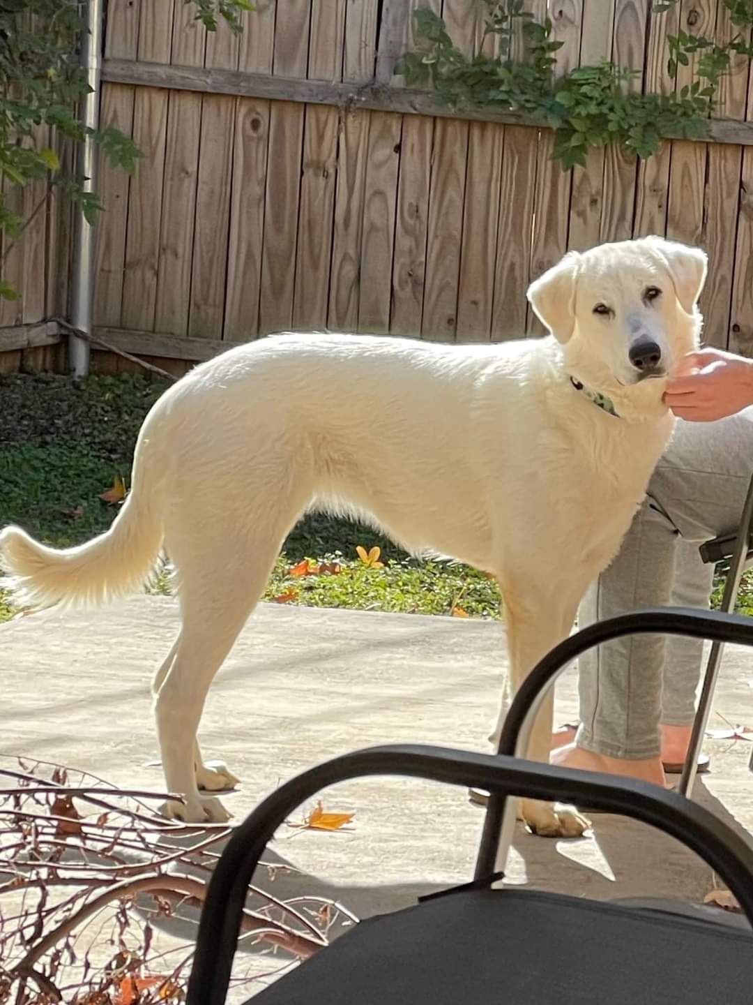 Dog for Adoption - Harper, a Great Pyrenees in Rockwall County, TX ...