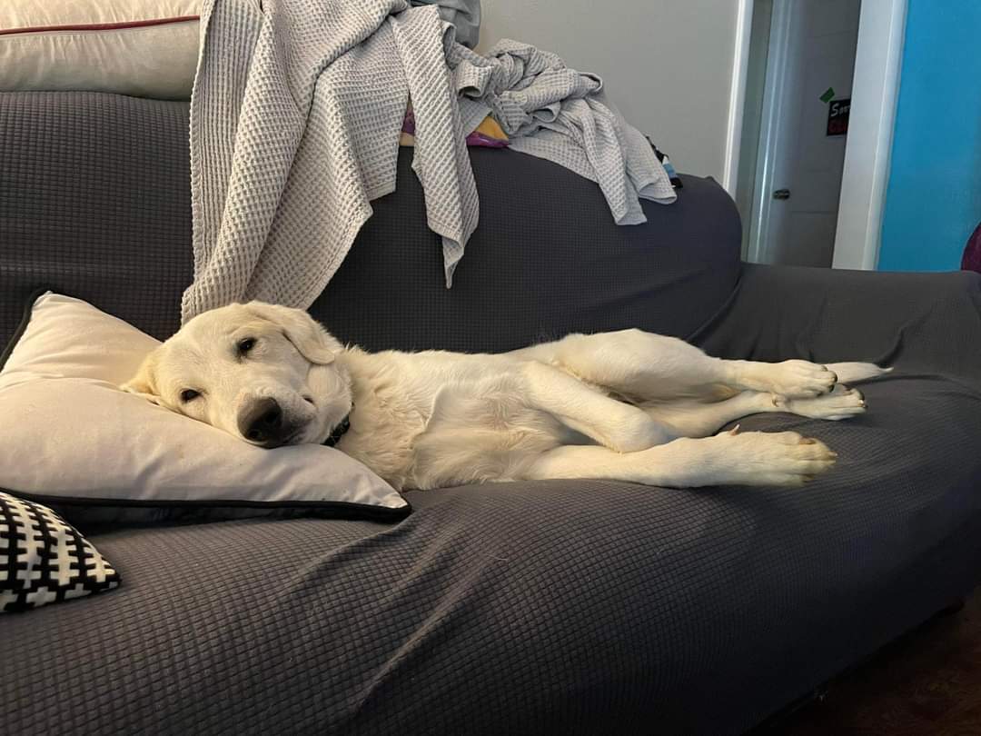 Dog for Adoption - Harper, a Great Pyrenees in Rockwall County, TX ...