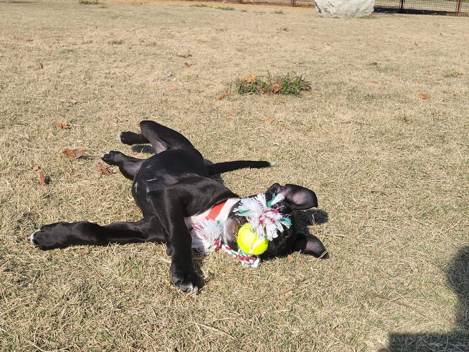 Dog for Adoption - Wren, a Border Collie in Rockwall County, TX | Alpha Paw