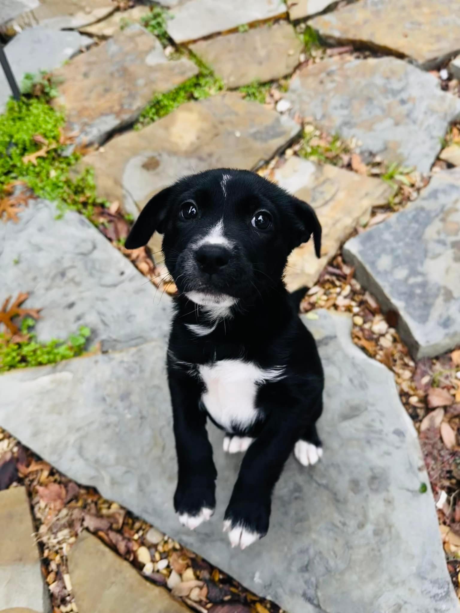 Dog for Adoption - Tiana, a Border Collie in Ellis County, TX | Alpha Paw