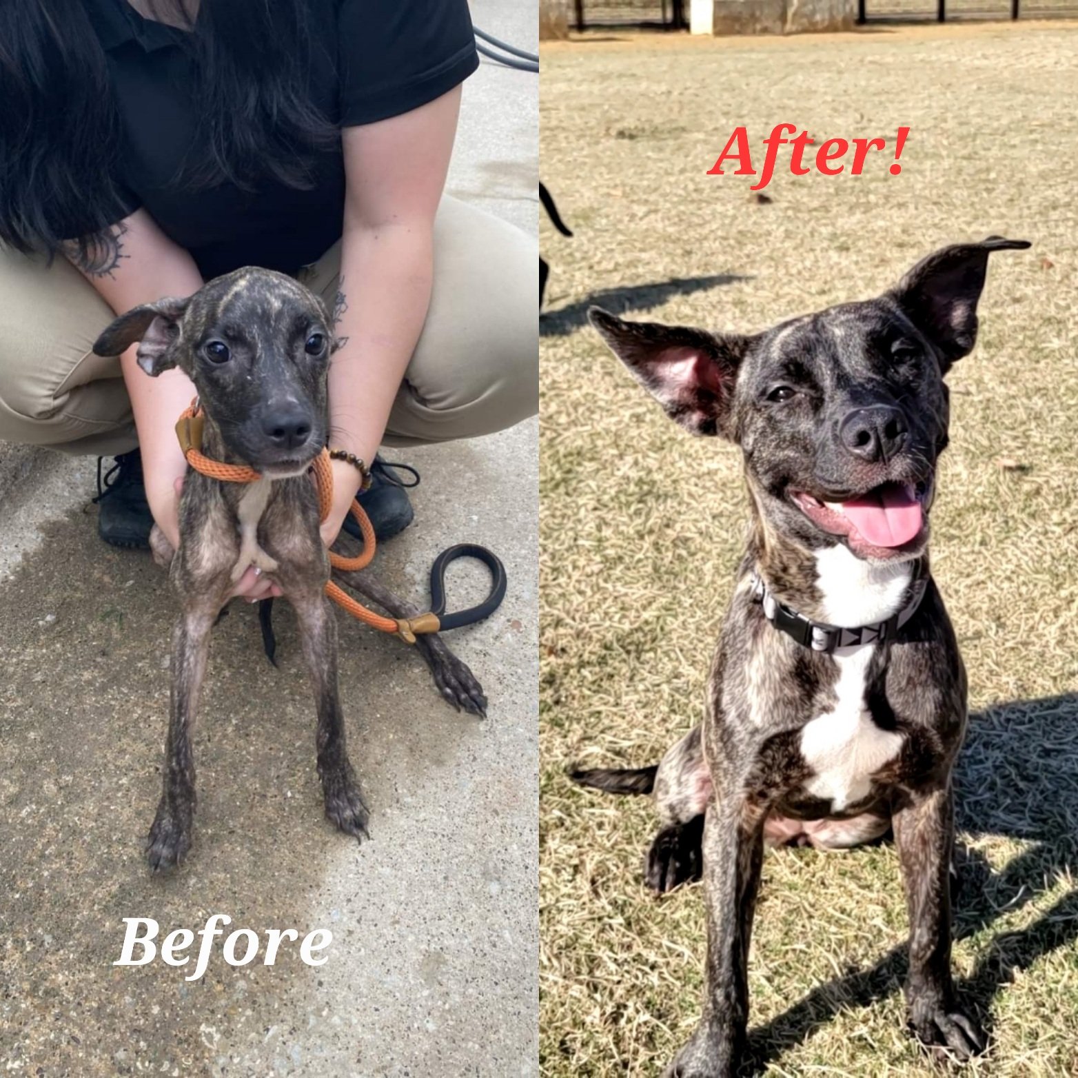 Dog for Adoption - Tala, a Mountain Cur in Gun Barrel City, TX | Alpha Paw