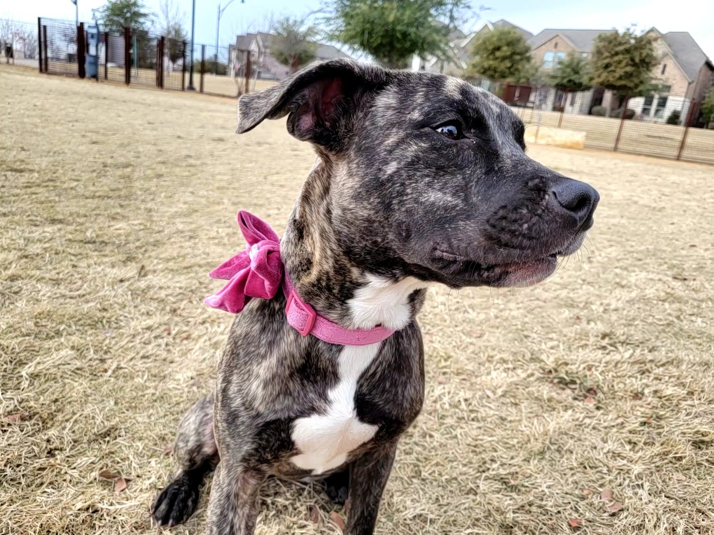 Dog for Adoption - Tala, a Mountain Cur in Gun Barrel City, TX | Alpha Paw