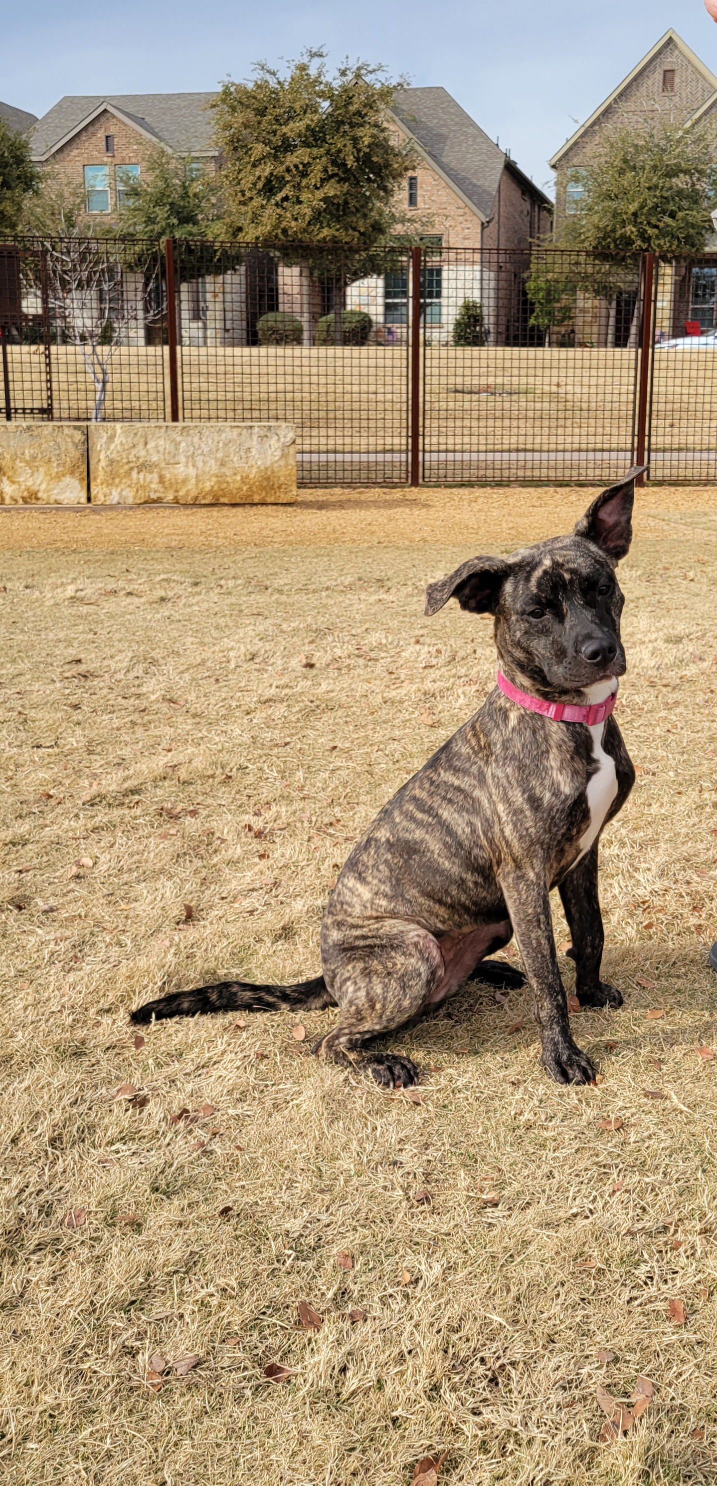 Dog for Adoption - Tala, a Mountain Cur in Gun Barrel City, TX | Alpha Paw