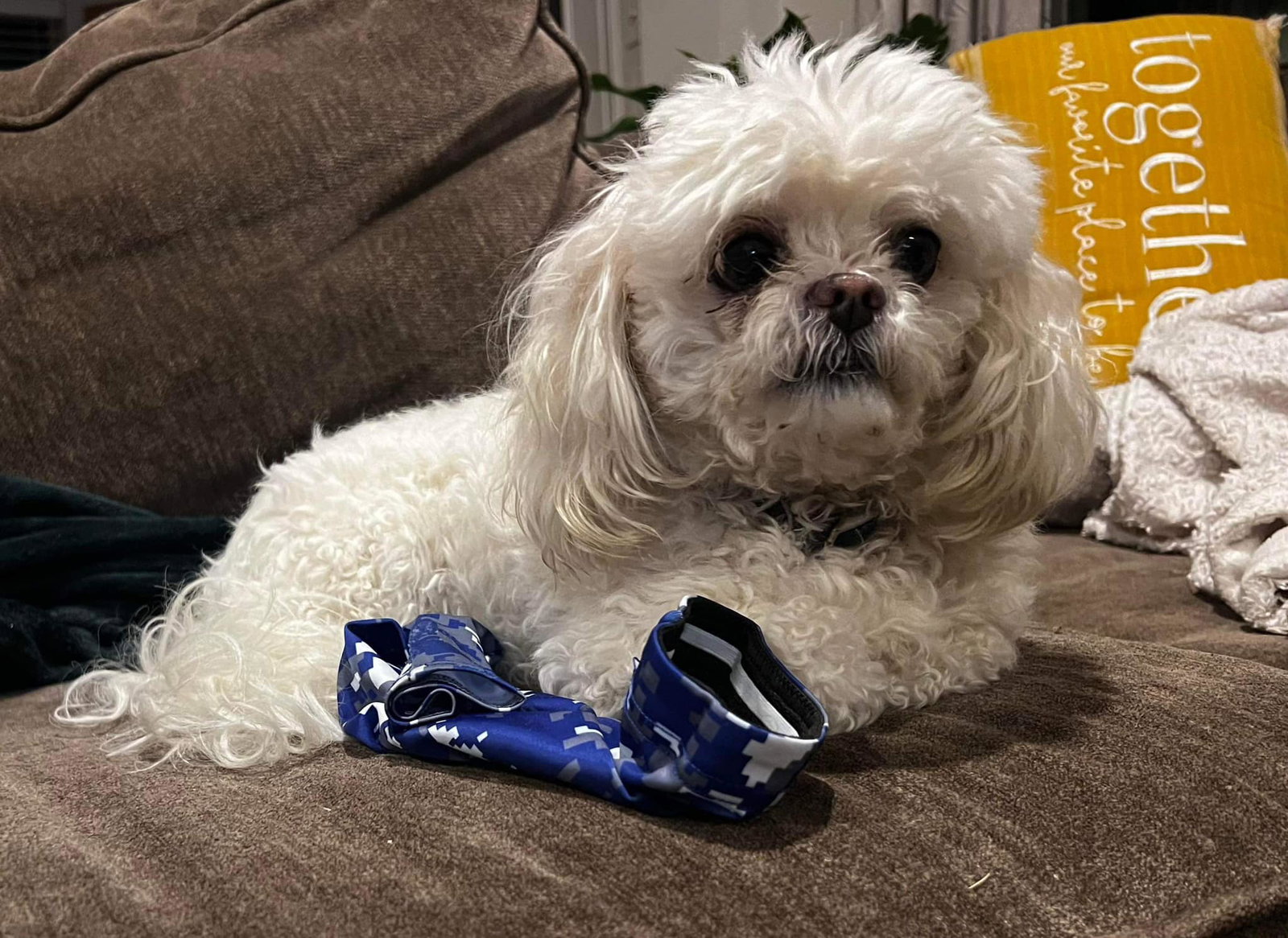 Dog for Adoption - Max, a Maltese in Anna, TX | Alpha Paw