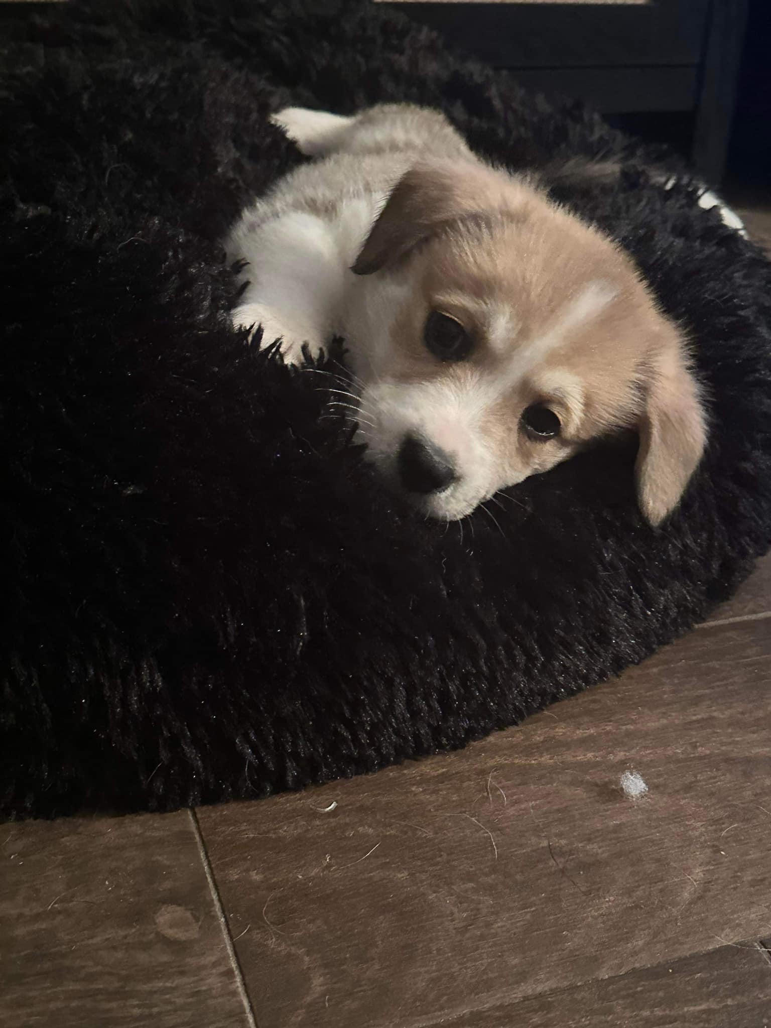 Dog for Adoption - Troy, a Corgi in Fort Worth, TX | Alpha Paw