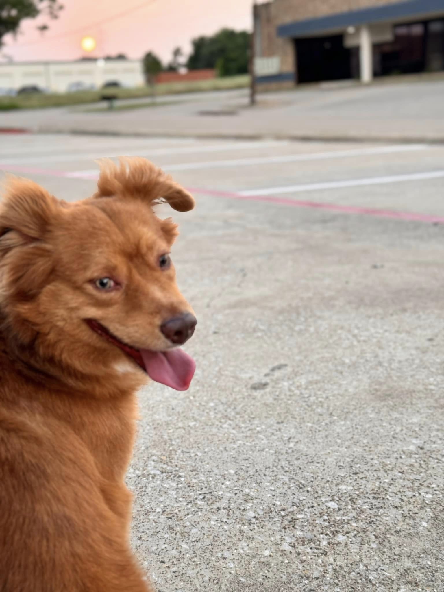 Dog for Adoption - Ozzy, a Australian Shepherd in Fort Worth, TX ...