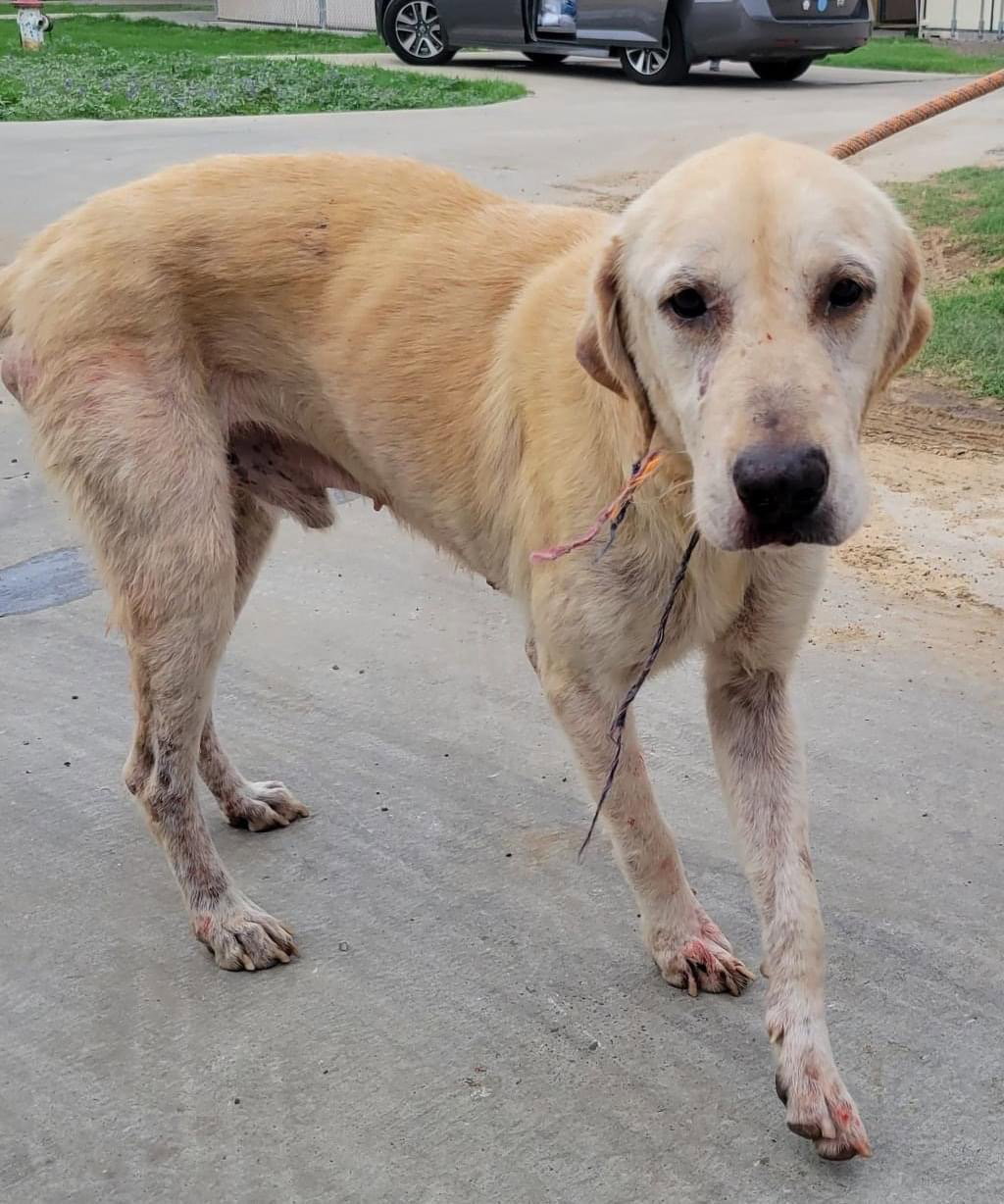 Dog for Adoption - Darwin, a Labrador Retriever in Palo Pinto County, TX | Alpha Paw