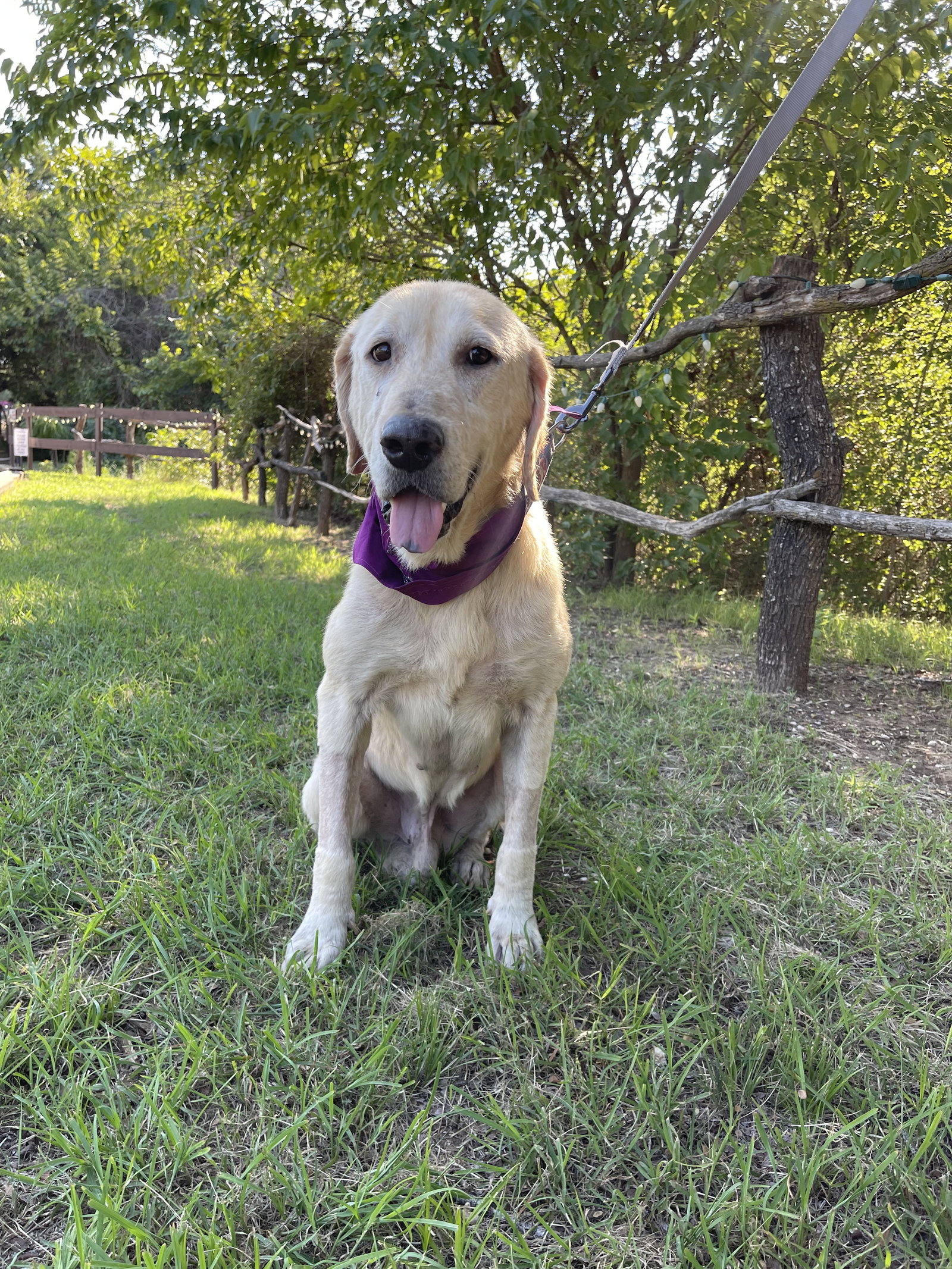 Dog for Adoption - Darwin, a Labrador Retriever in Palo Pinto County ...
