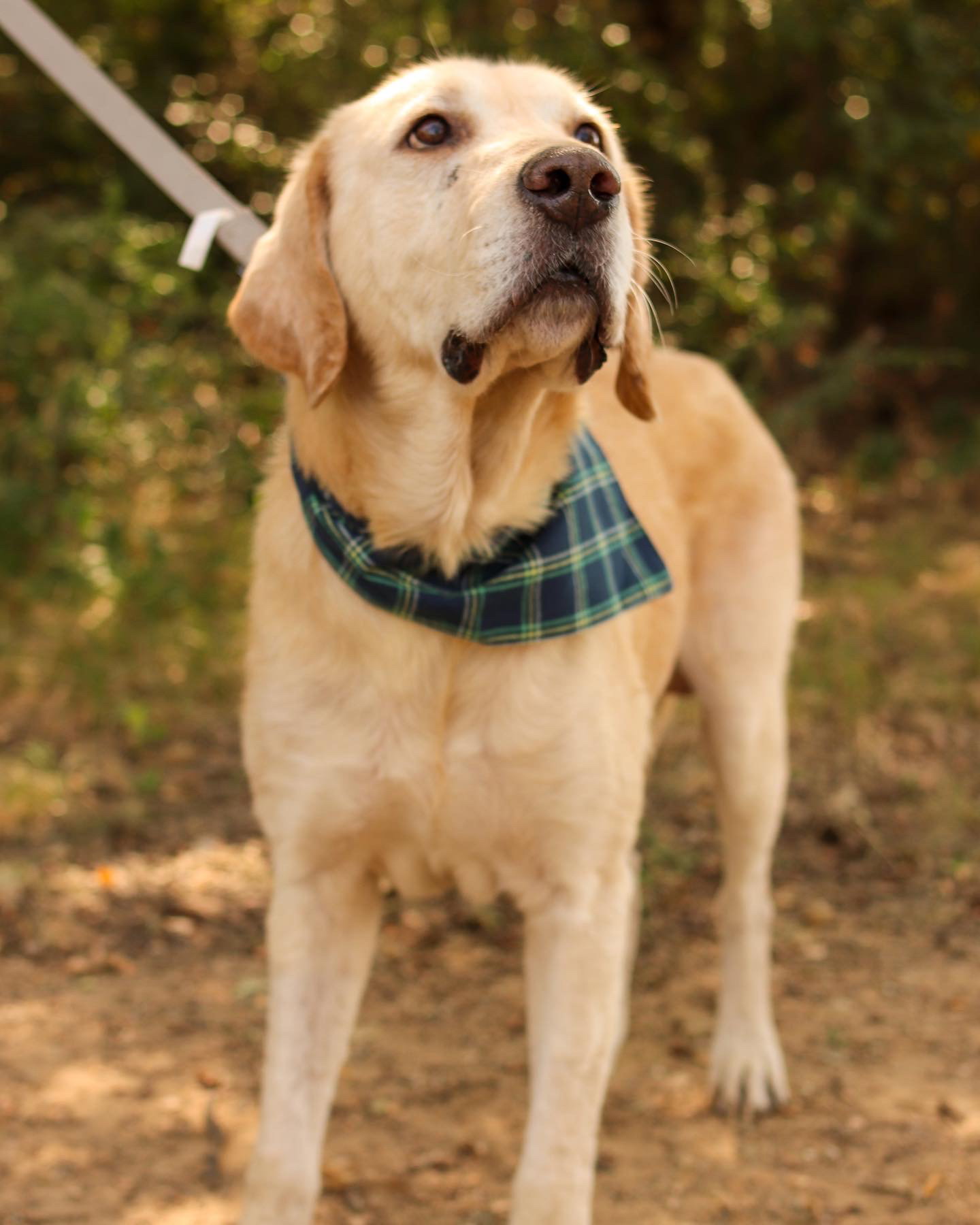 Dog for Adoption - Darwin, a Labrador Retriever in Palo Pinto County, TX | Alpha Paw