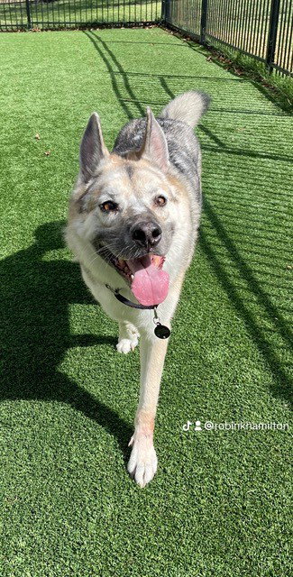 Dog adoption in Fort Worth, TX 76108: Alaskan Malamute Dog "Kodiak"