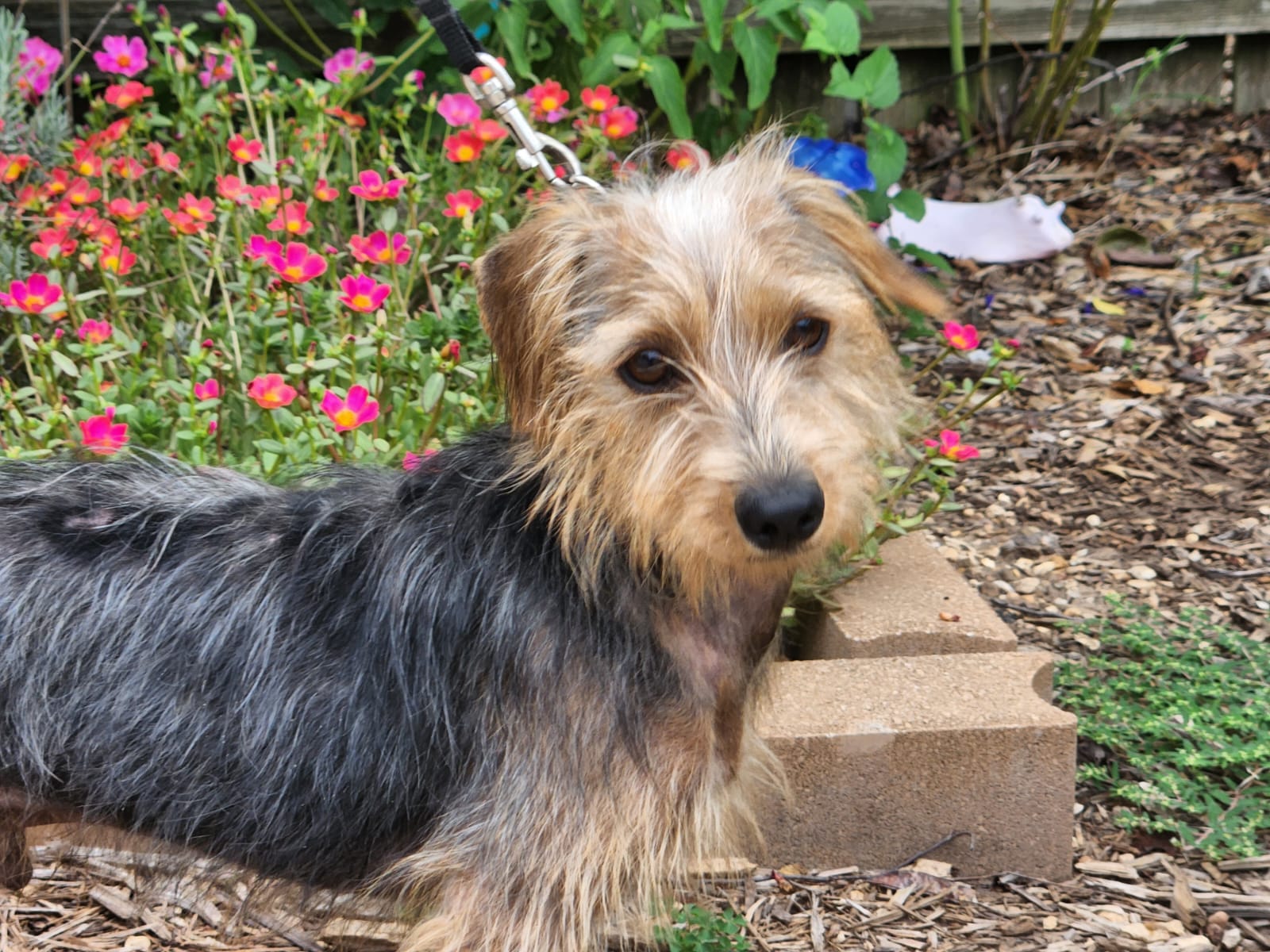 Dog for Adoption - Pogo, a Yorkshire Terrier Yorkie in Miami, OK ...