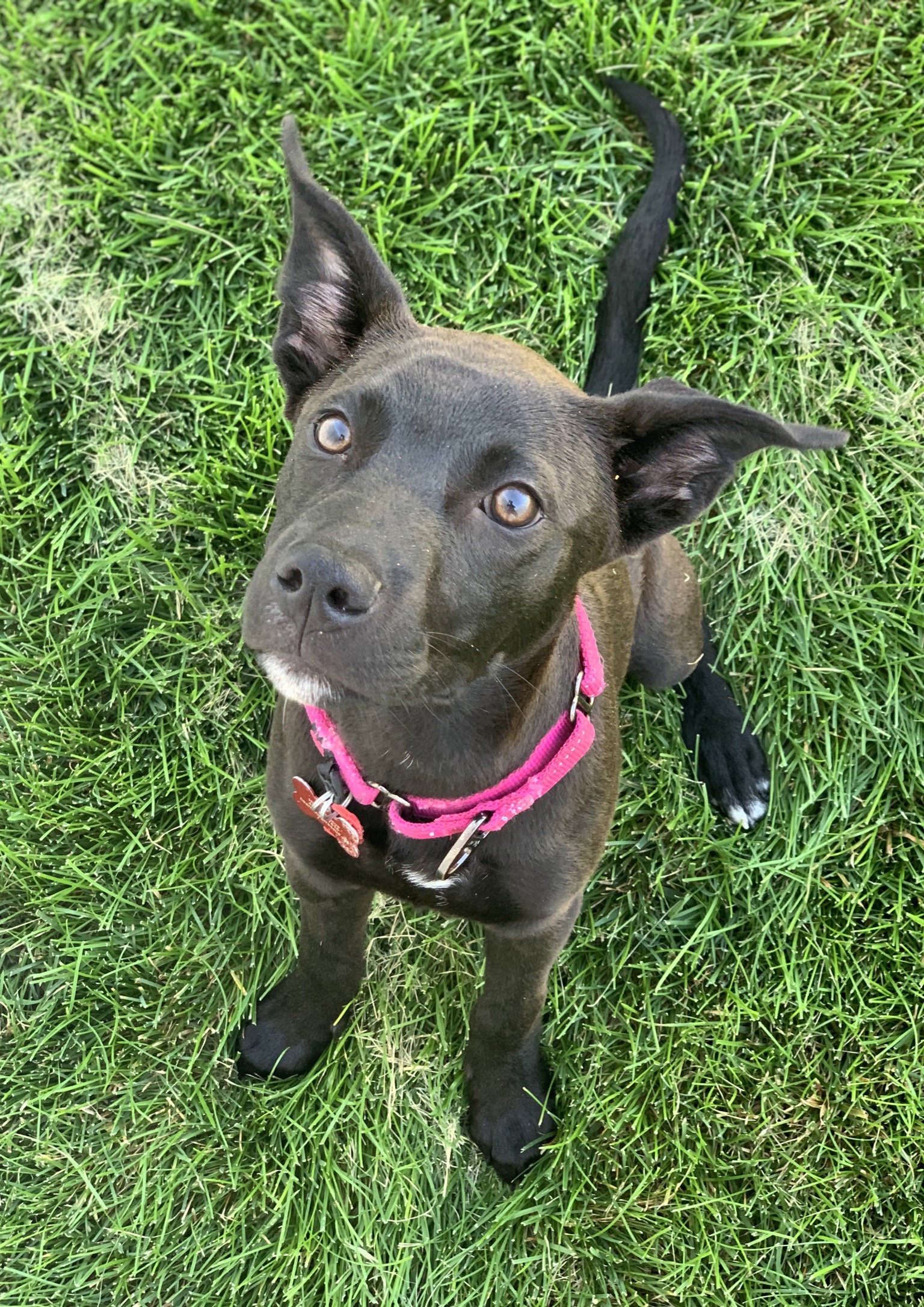 Cally (Battlestar Galactica Litter)* Callie Sioux's Web Page