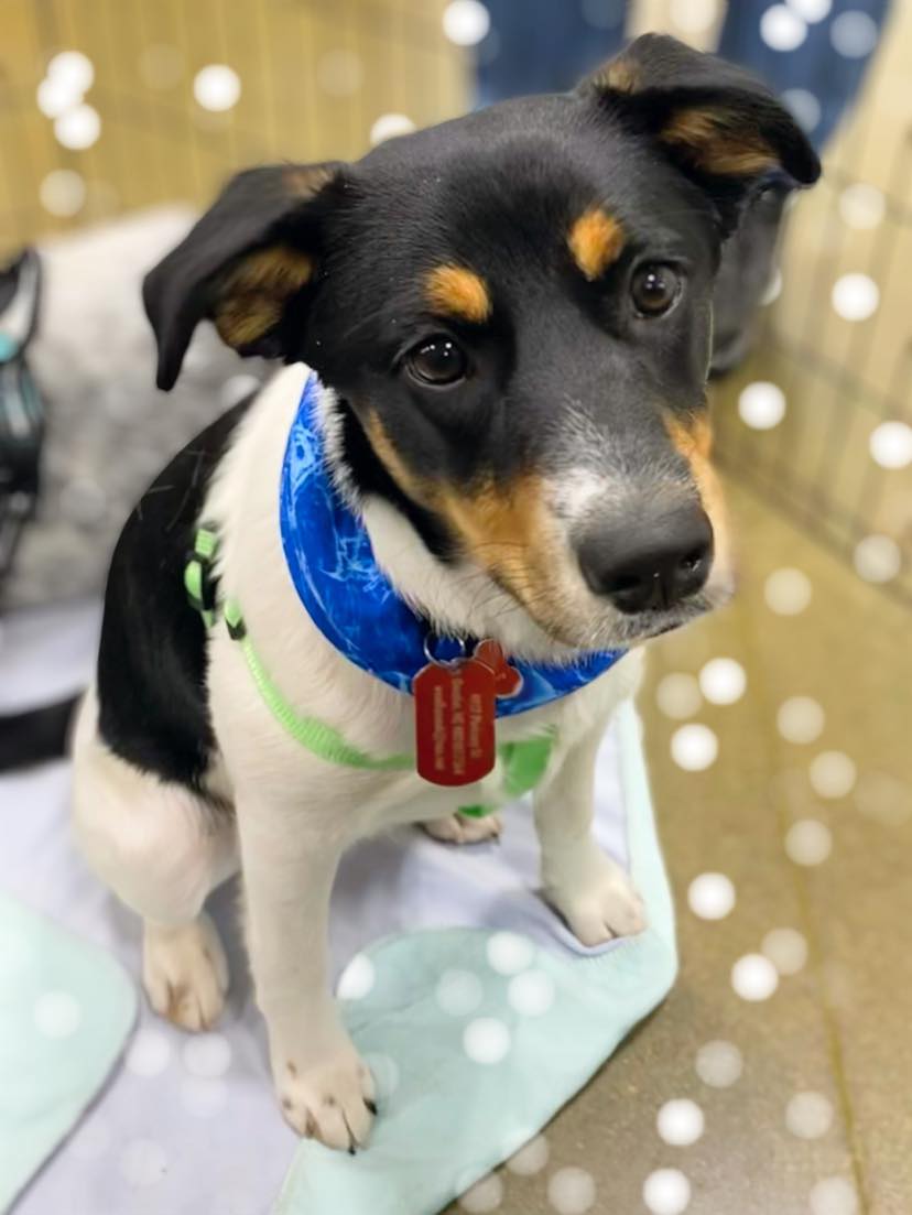 Dog for Adoption - Reese, a Australian Cattle Dog/Blue Heeler in Omaha ...