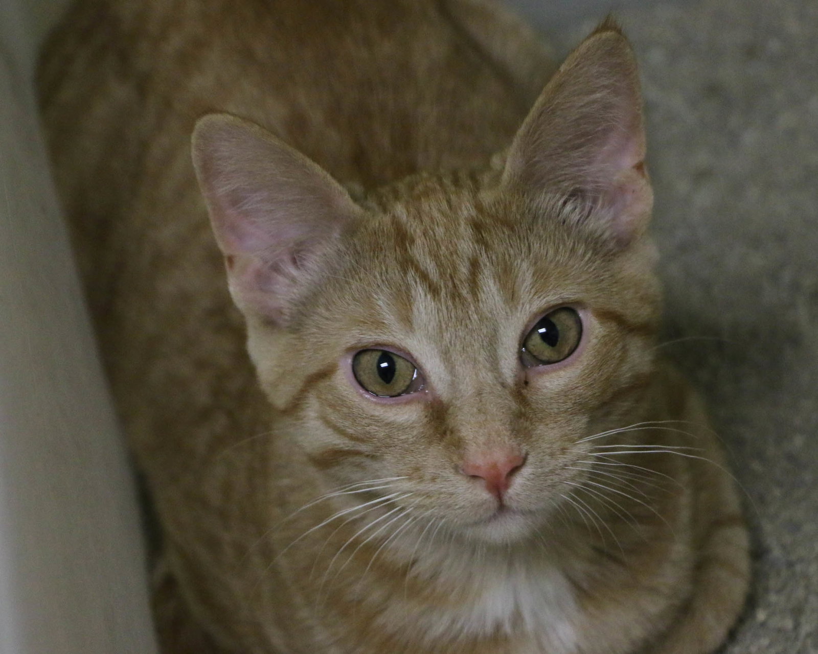 Cats for Adoption in Ransom County, North Dakota | Alpha Paw