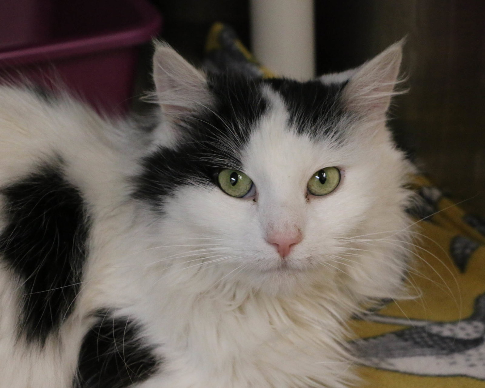 Cats for Adoption in Lisbon, North Dakota | Alpha Paw