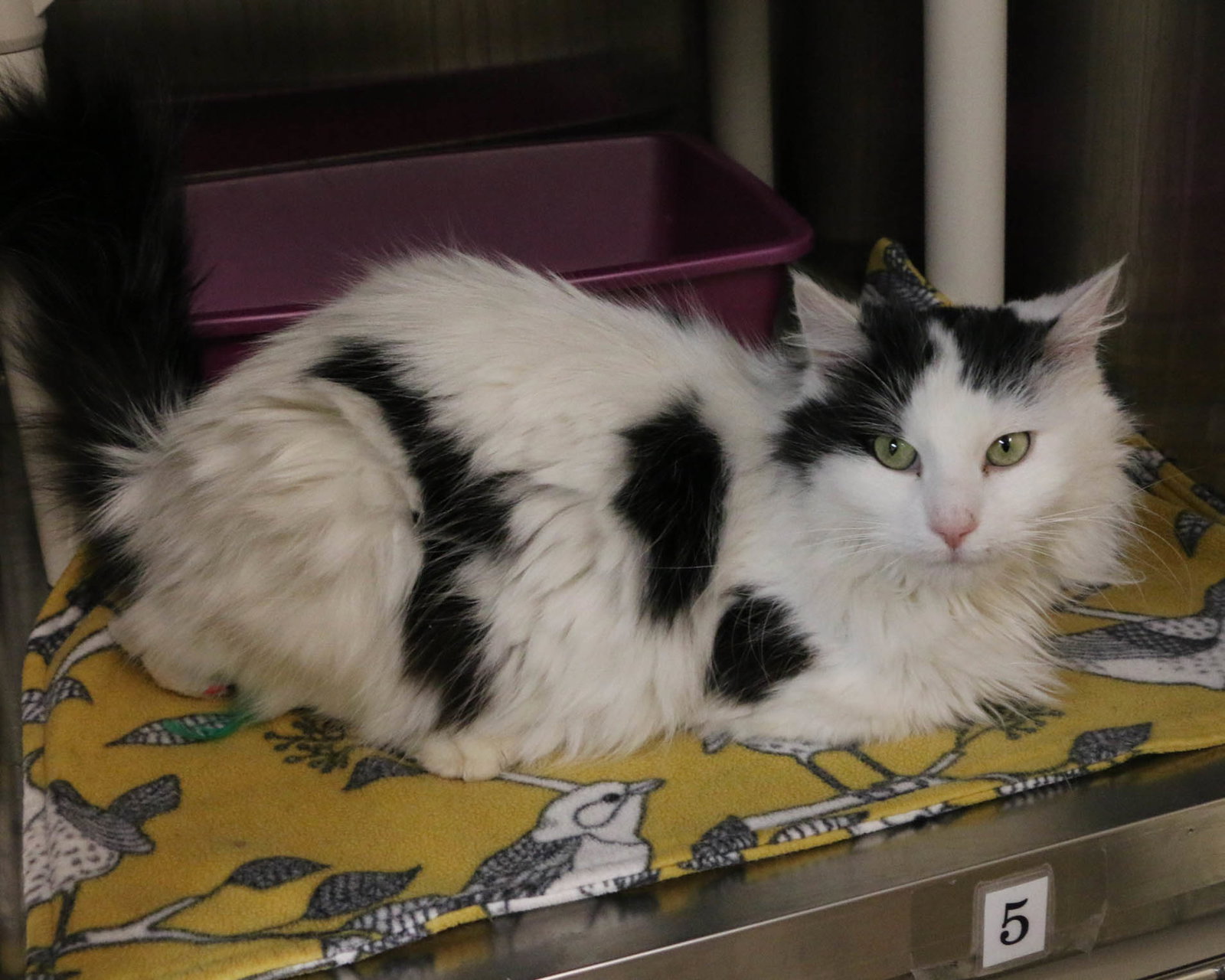Cats for Adoption in Lisbon, North Dakota | Alpha Paw