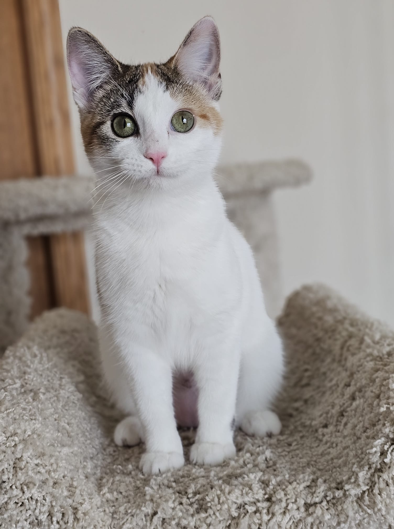 Cats for Adoption in Fargo, North Dakota | Alpha Paw