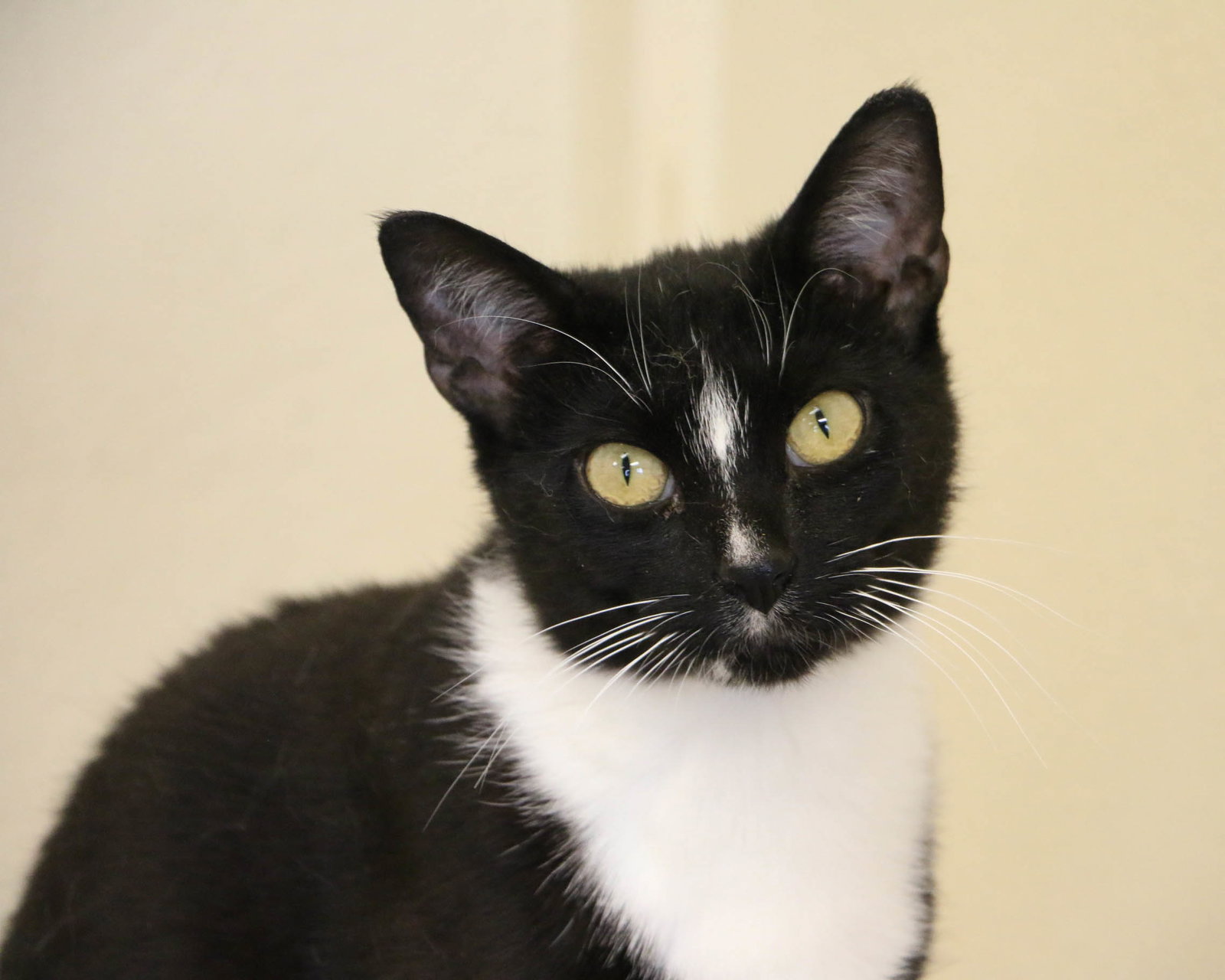 Cat adoption in Fargo, ND 58103: Domestic Short Hair (short coat) Cat ...