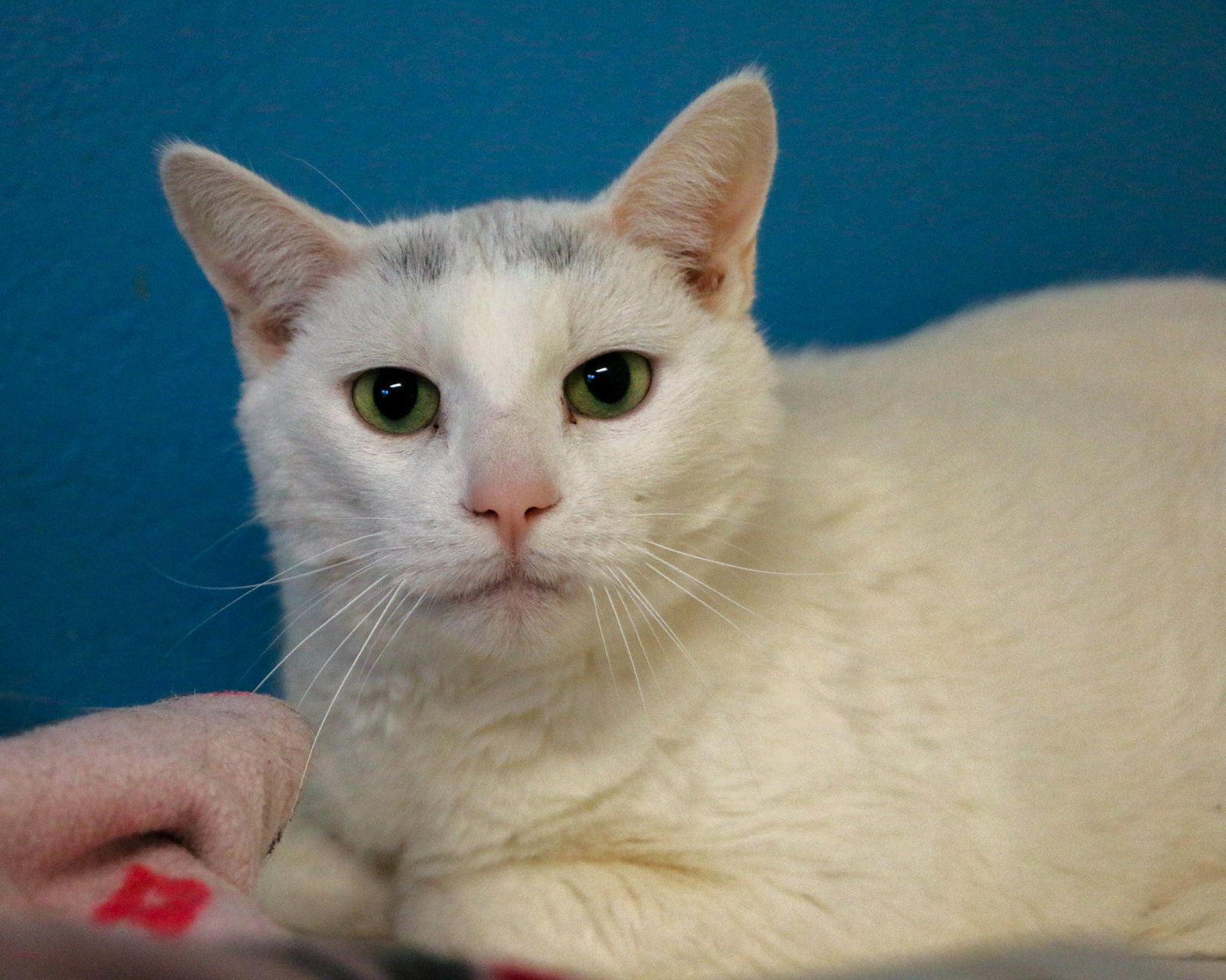 Cat adoption in Fargo, ND 58103: Domestic Short Hair (short coat) Cat ...
