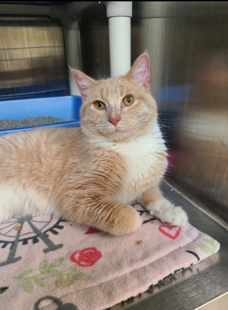 Cats for Adoption in Fargo, North Dakota | Alpha Paw