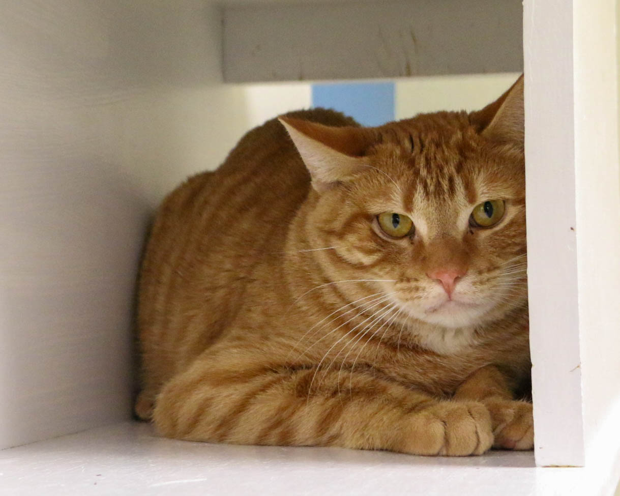 Cats for Adoption in Fargo, North Dakota | Alpha Paw