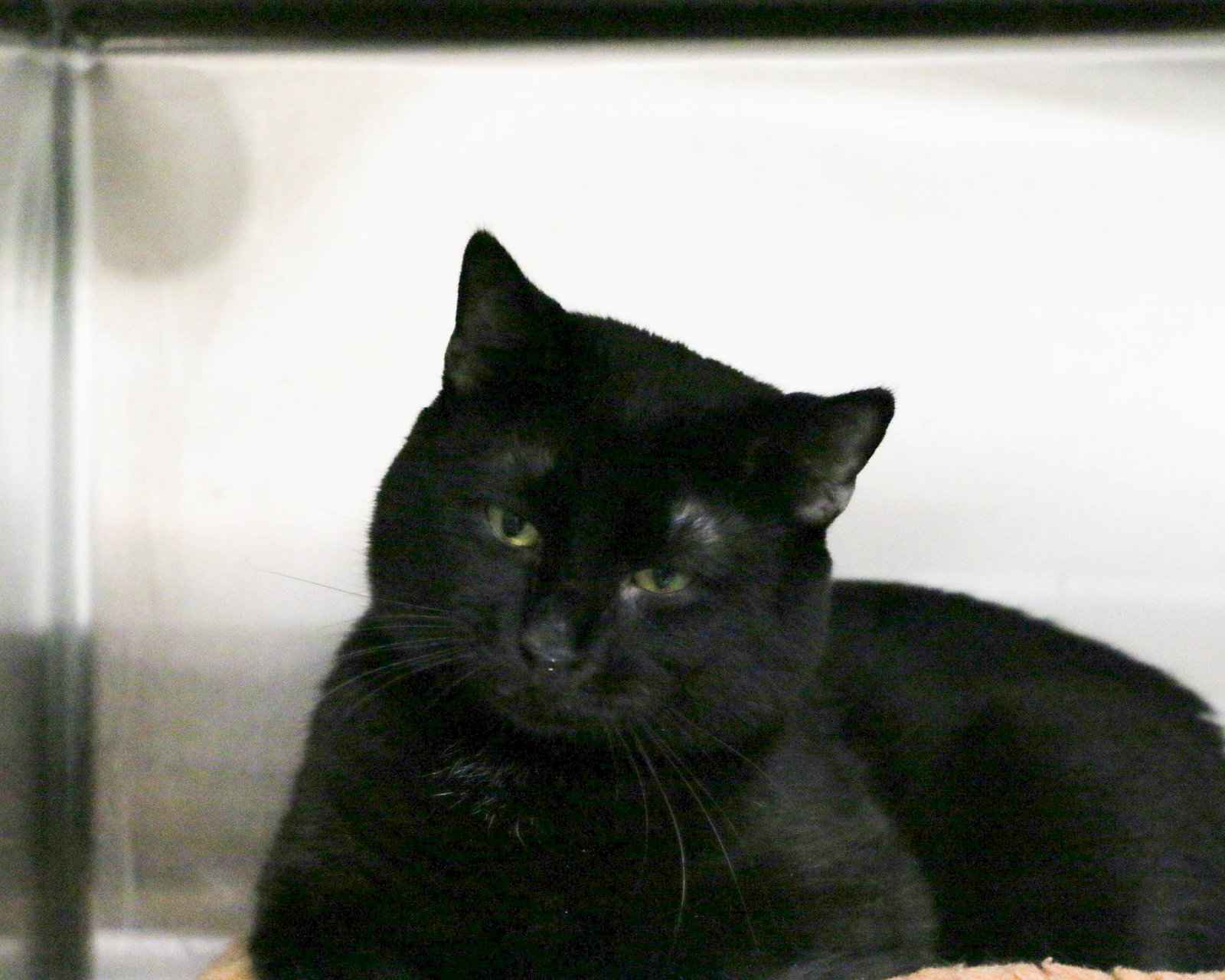 Cat adoption in Fargo, ND 58103: Domestic Short Hair (short coat) Cat ...