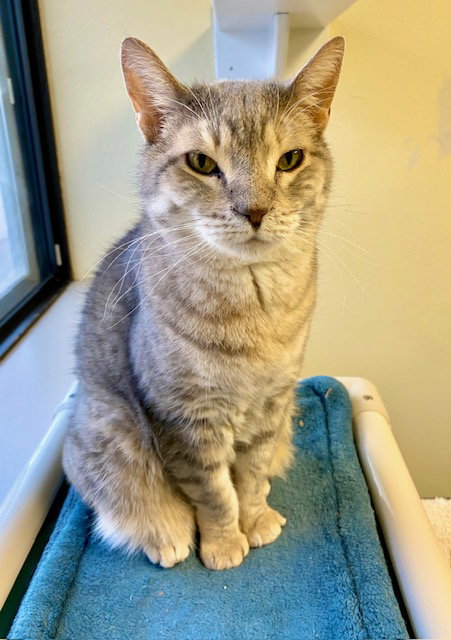 Cat adoption in Fargo, ND 58103: Domestic Short Hair (short coat) Cat ...