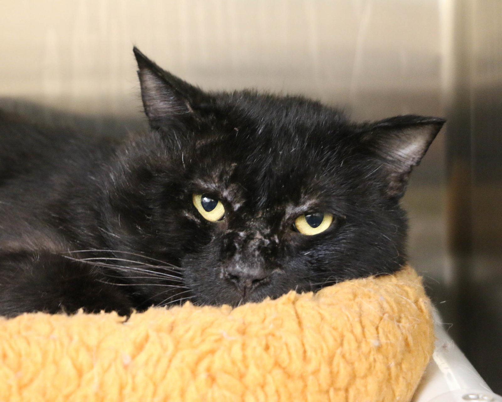 Cat adoption in Fargo, ND 58103: Domestic Short Hair (short coat) Cat ...