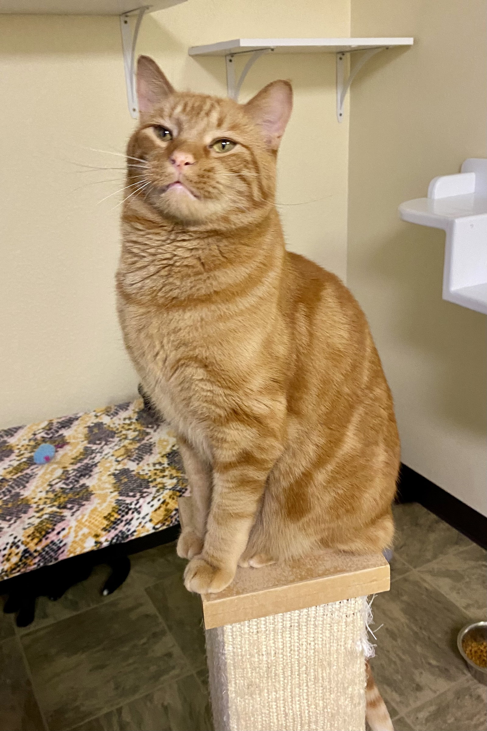 Cat adoption in Fargo, ND 58103: Domestic Short Hair / Tabby / Mixed ...