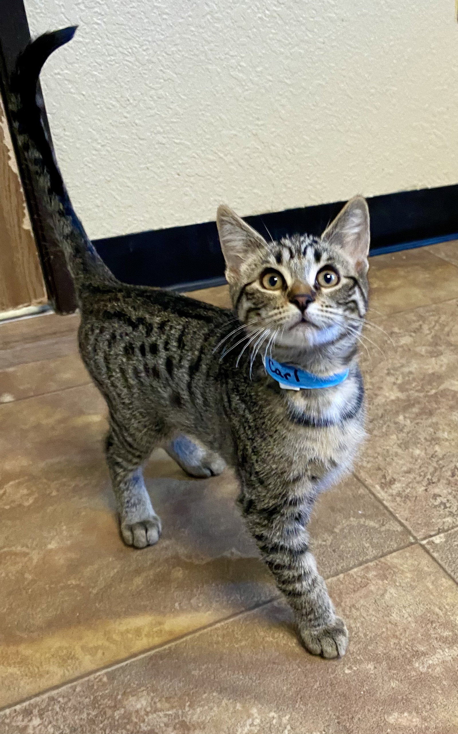 Cat adoption in Fargo, ND 58103: Domestic Short Hair / Tabby (short ...
