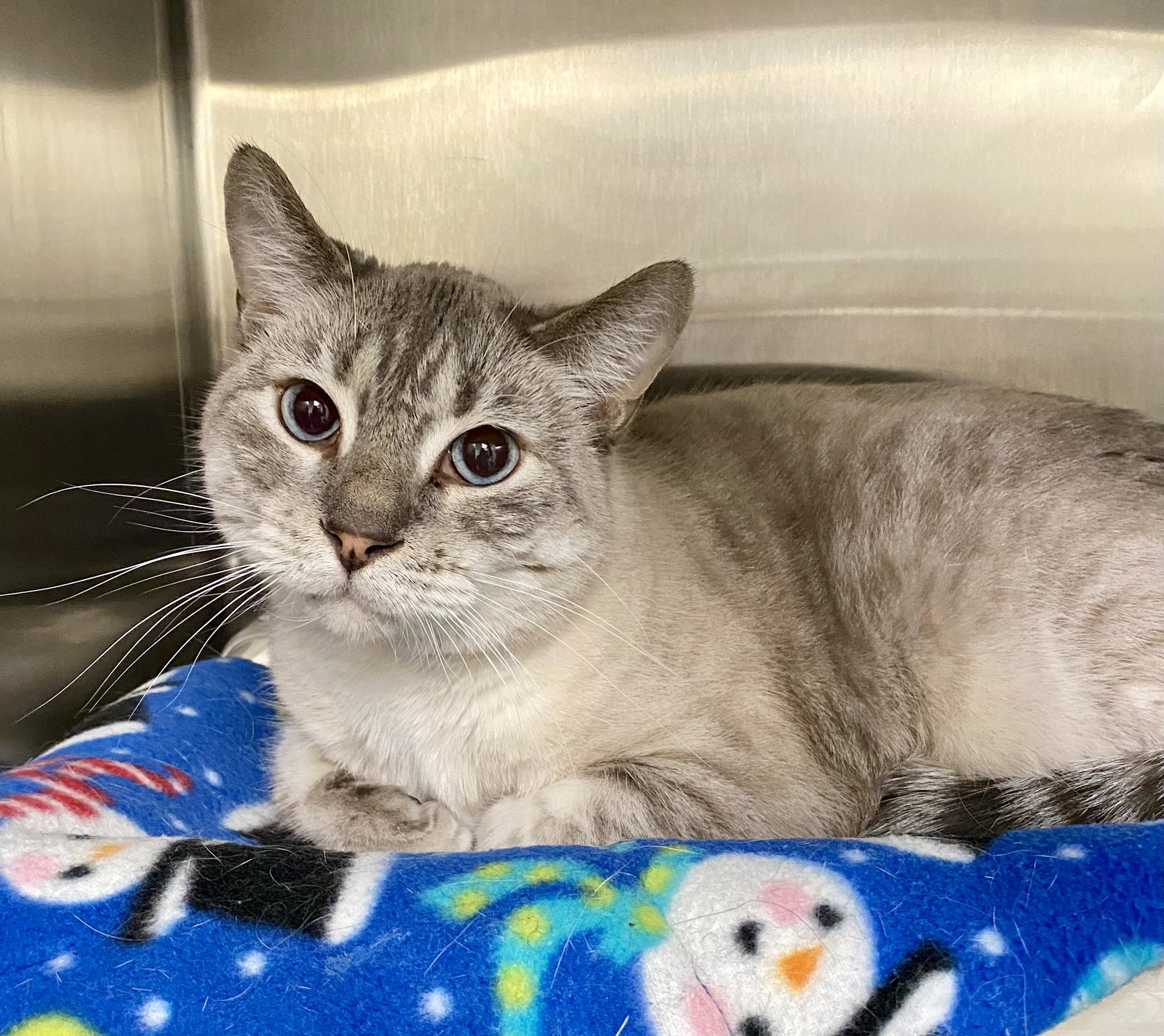 Cat adoption in Fargo, ND 58103: Domestic Short Hair / Siamese (short ...