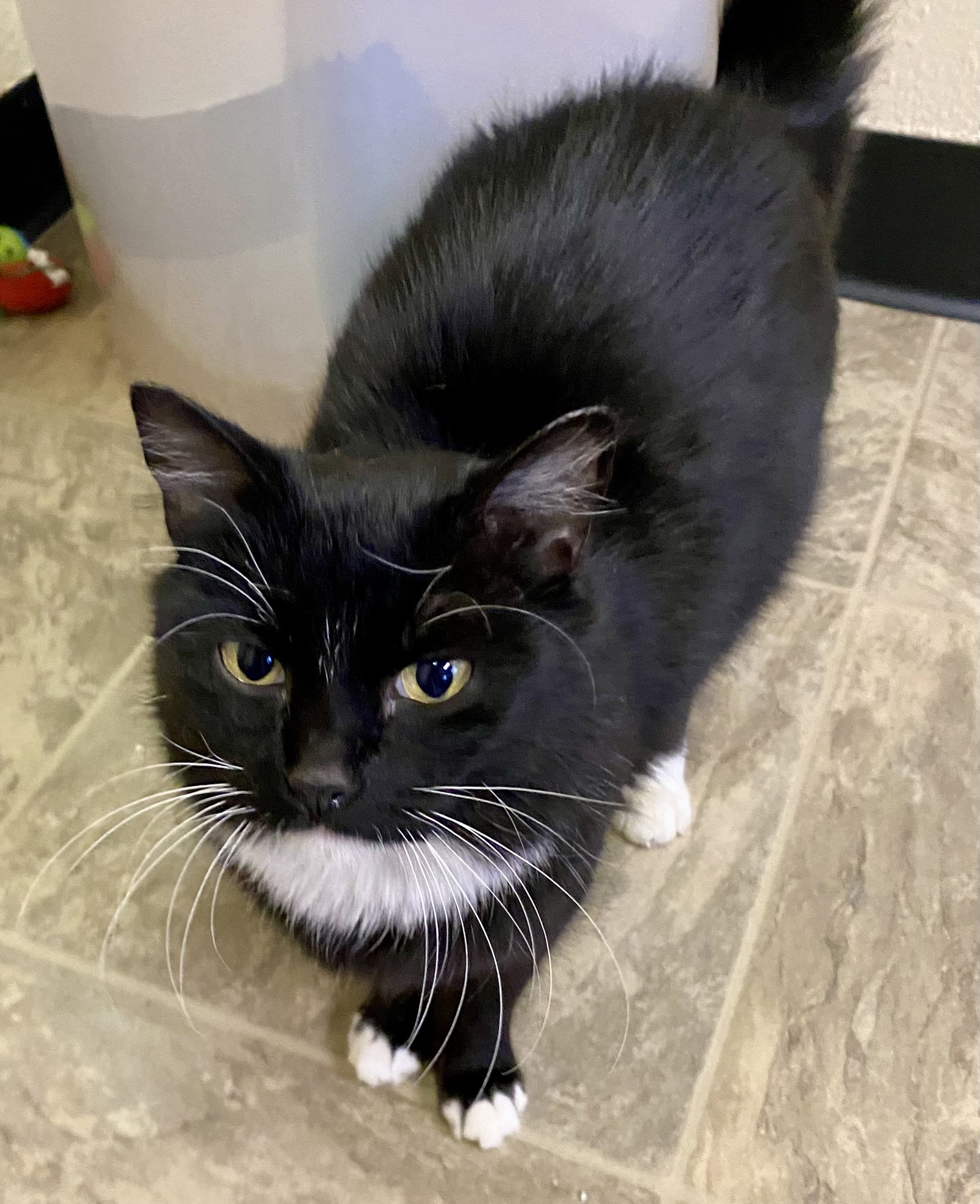 Cat adoption in Fargo, ND 58103: Domestic Medium Hair / Mixed (medium ...