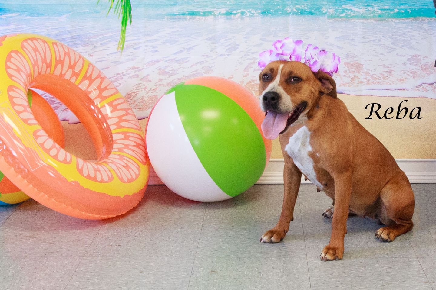 Dog for Adoption - Reba, a Boxer in The Plains, OH | Alpha Paw