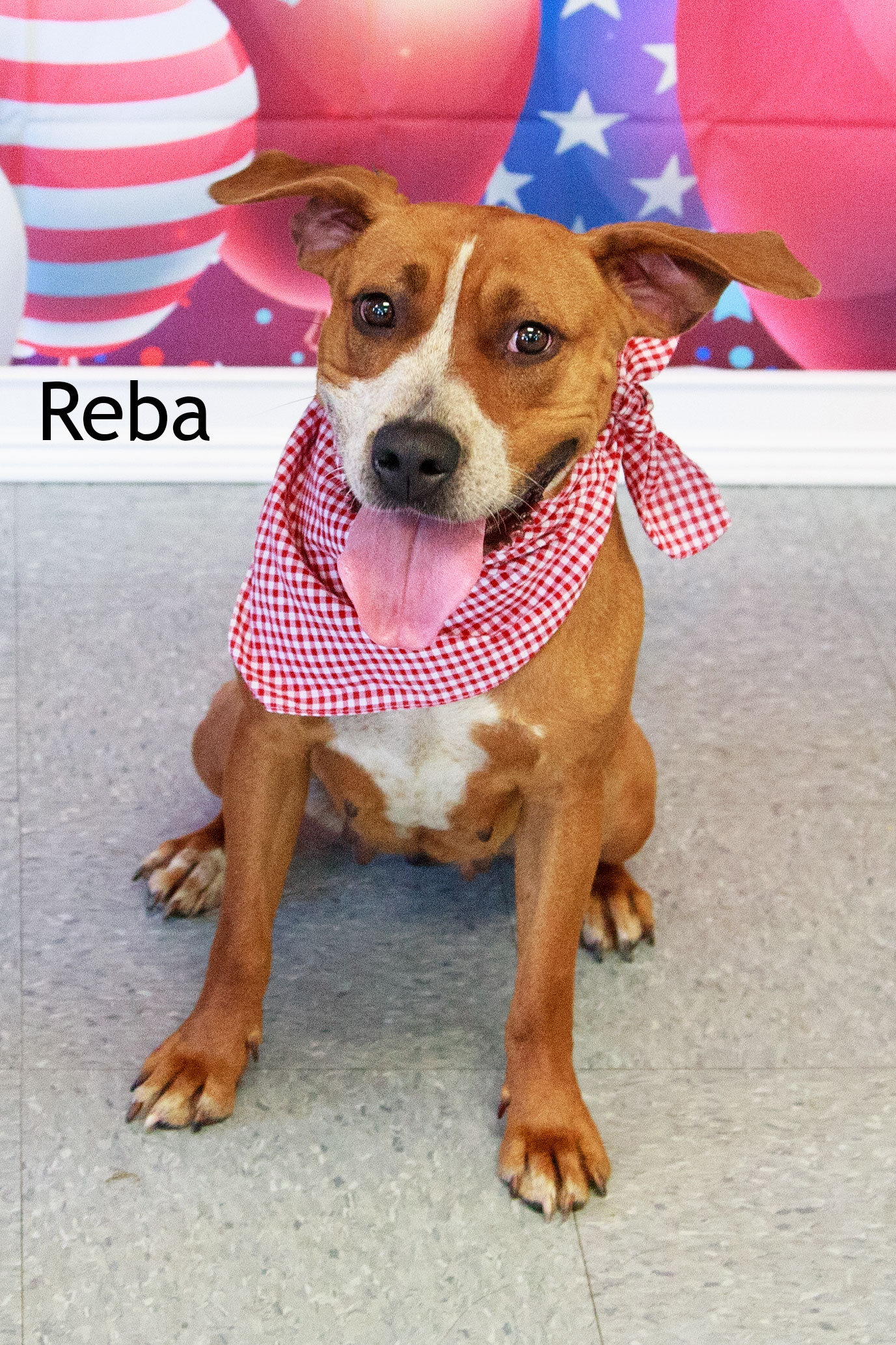 Dog for Adoption - Reba, a Boxer in The Plains, OH | Alpha Paw